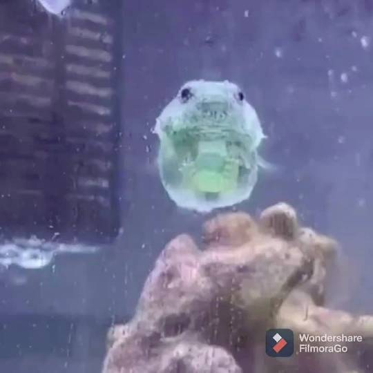 Fish can be adorable, too | Scrolller