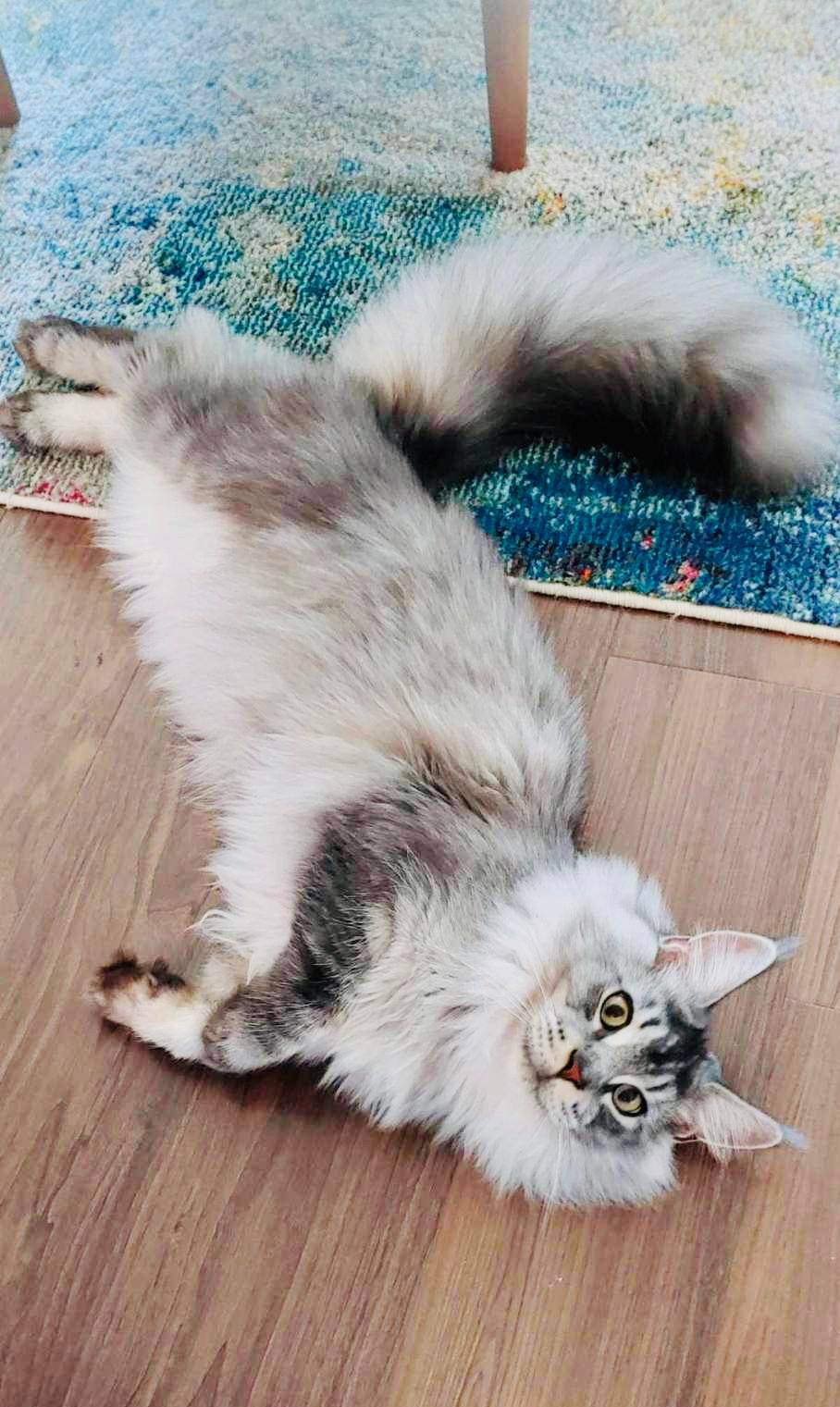 Fitz and his big poof of a bottlebrush. | Scrolller