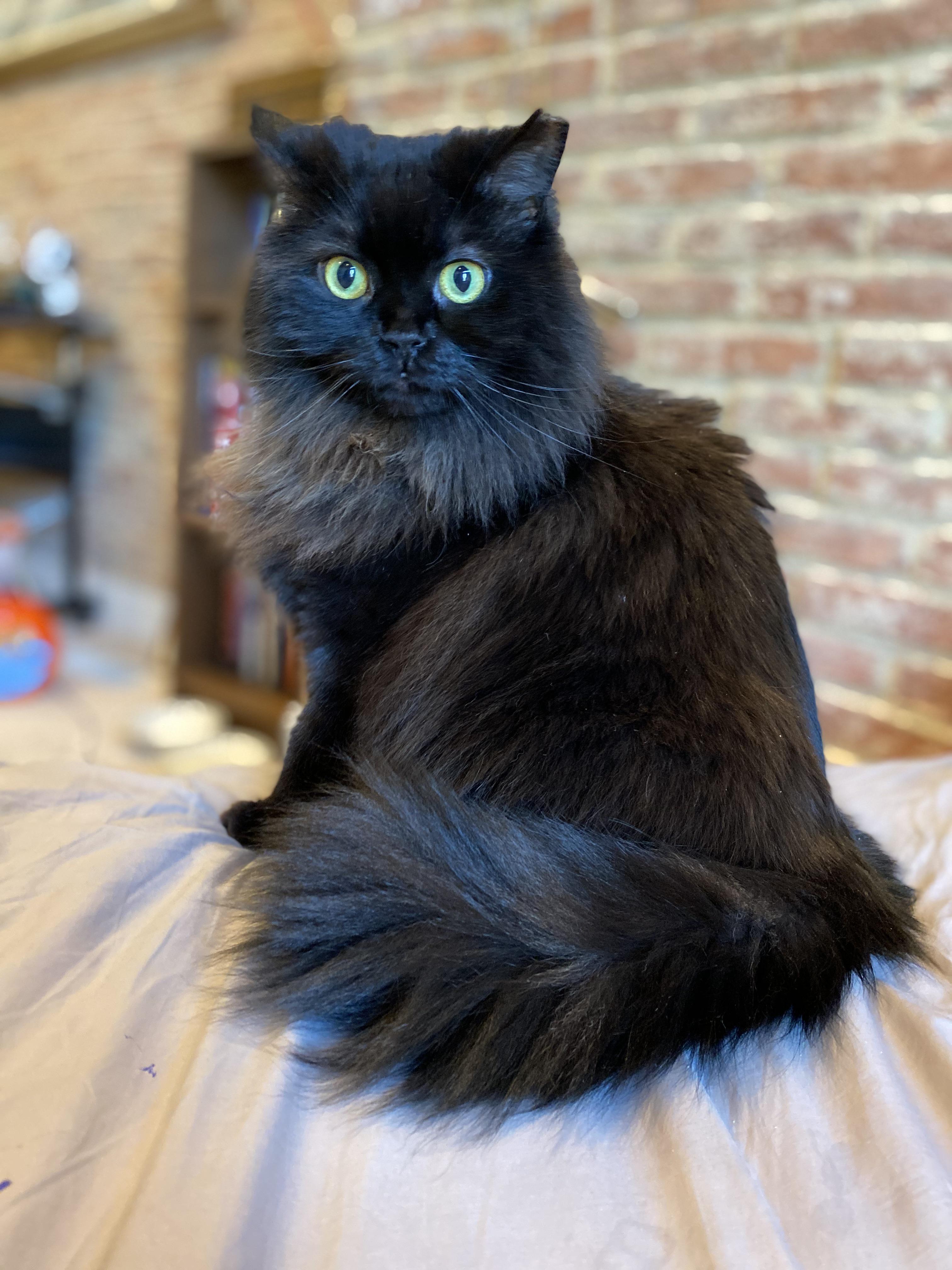 Flaunting her floof! | Scrolller