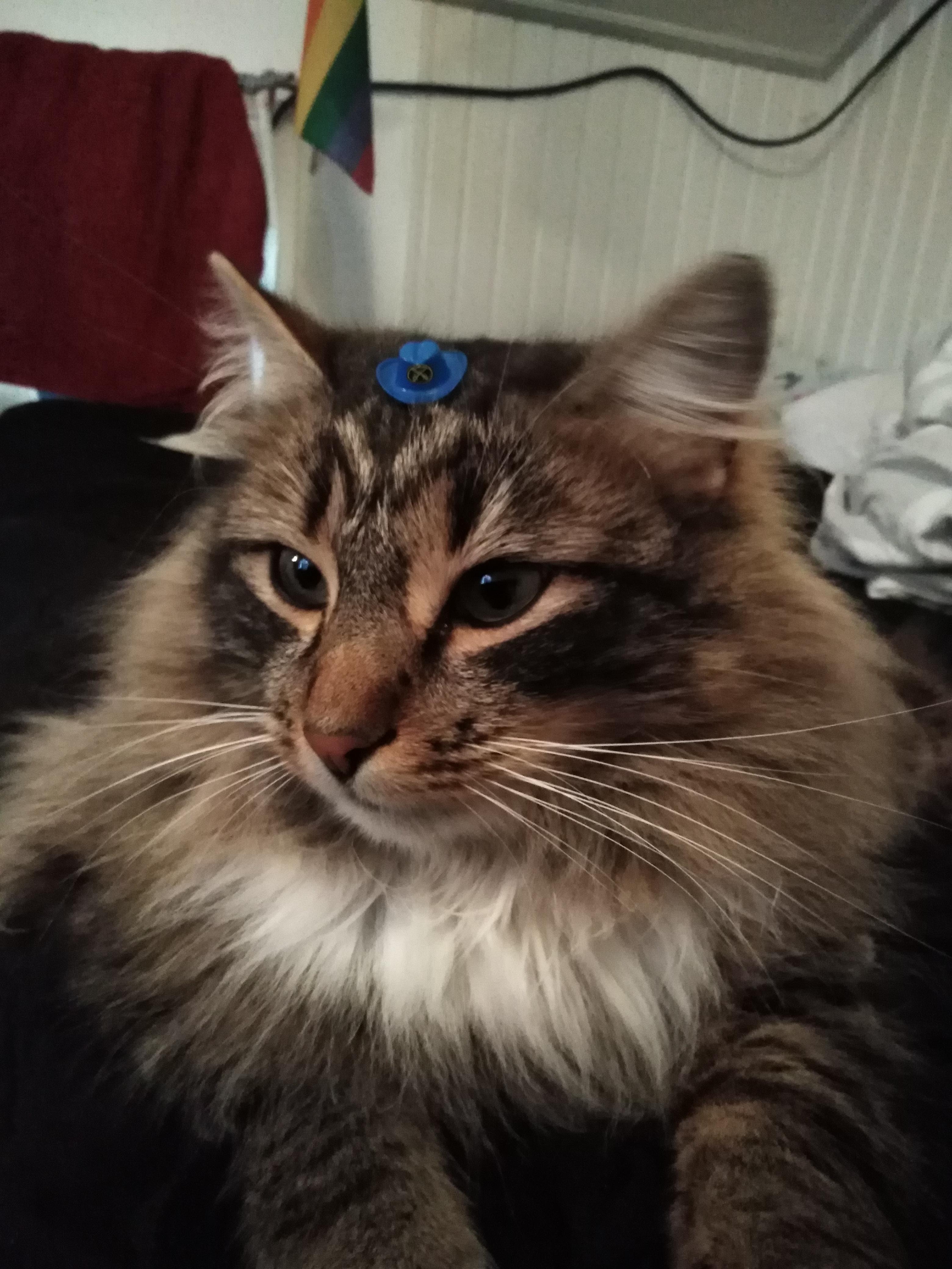 Floof in tiny cowboy-hat | Scrolller