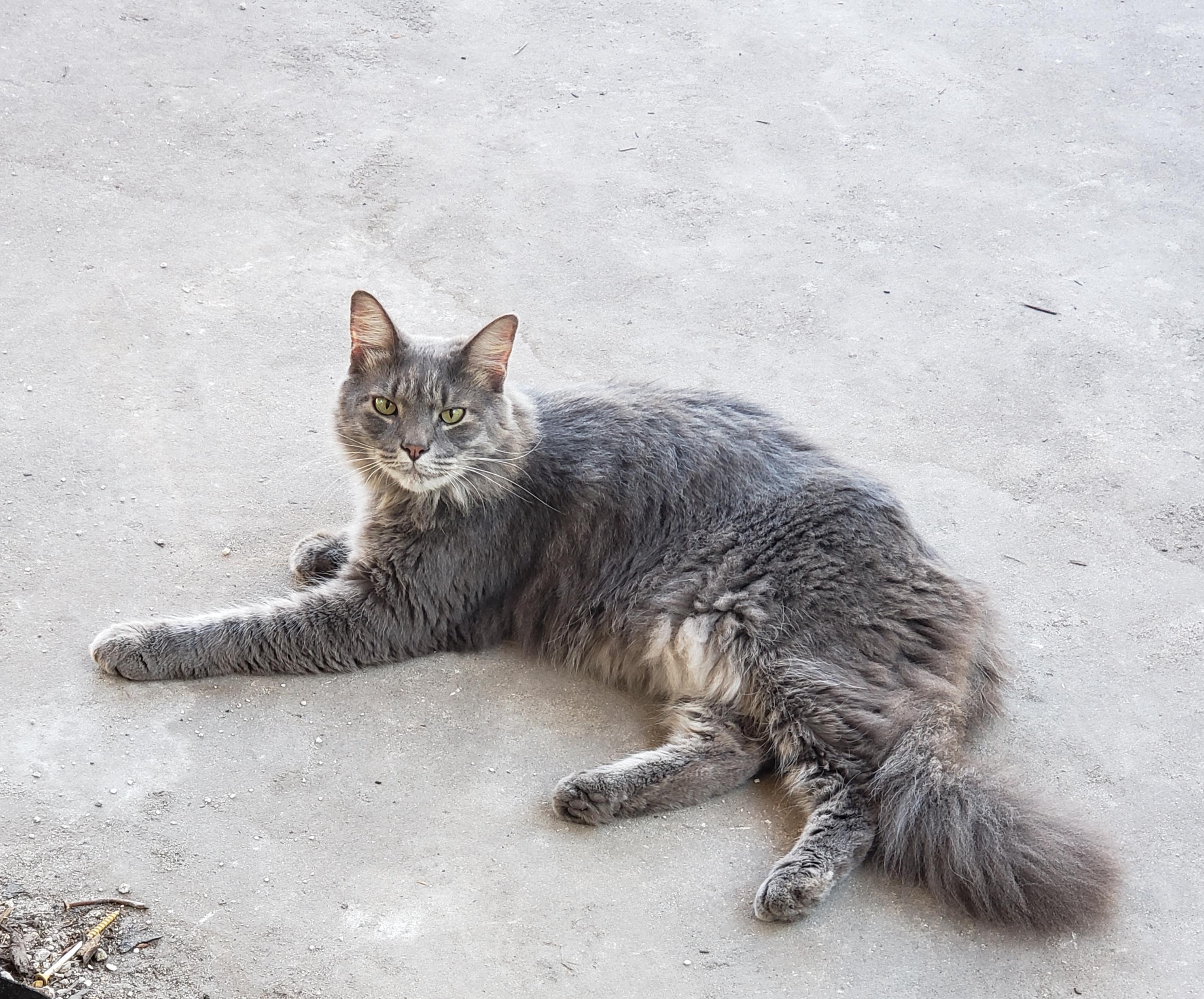 Floofy boy came to visit | Scrolller