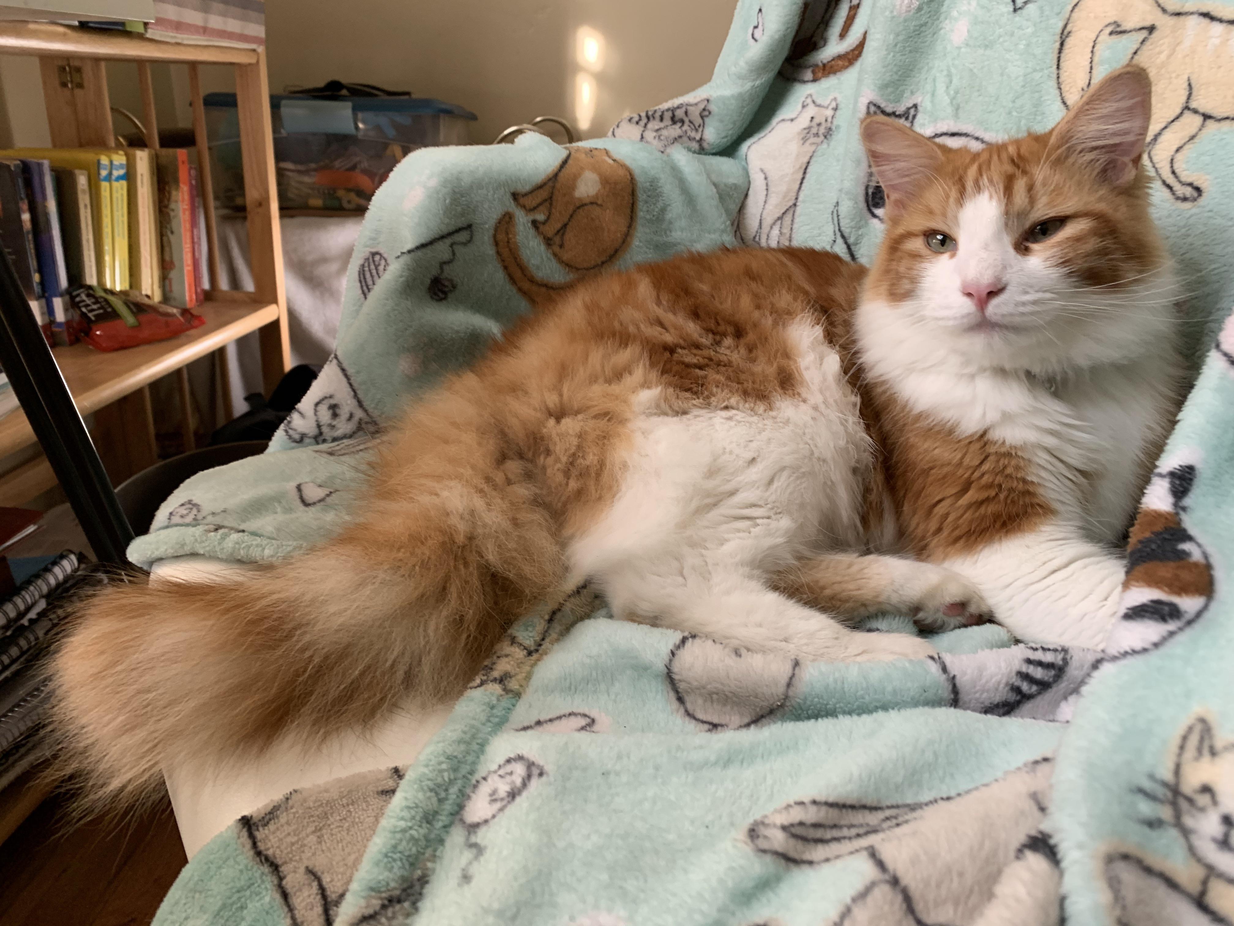 Floofy tail | Scrolller