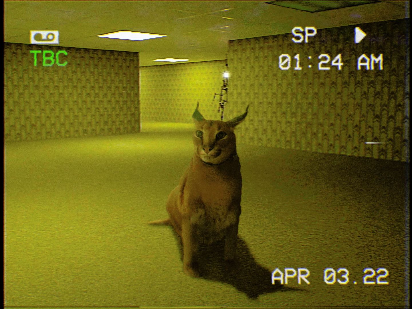 Floppa in the backrooms?! | Scrolller