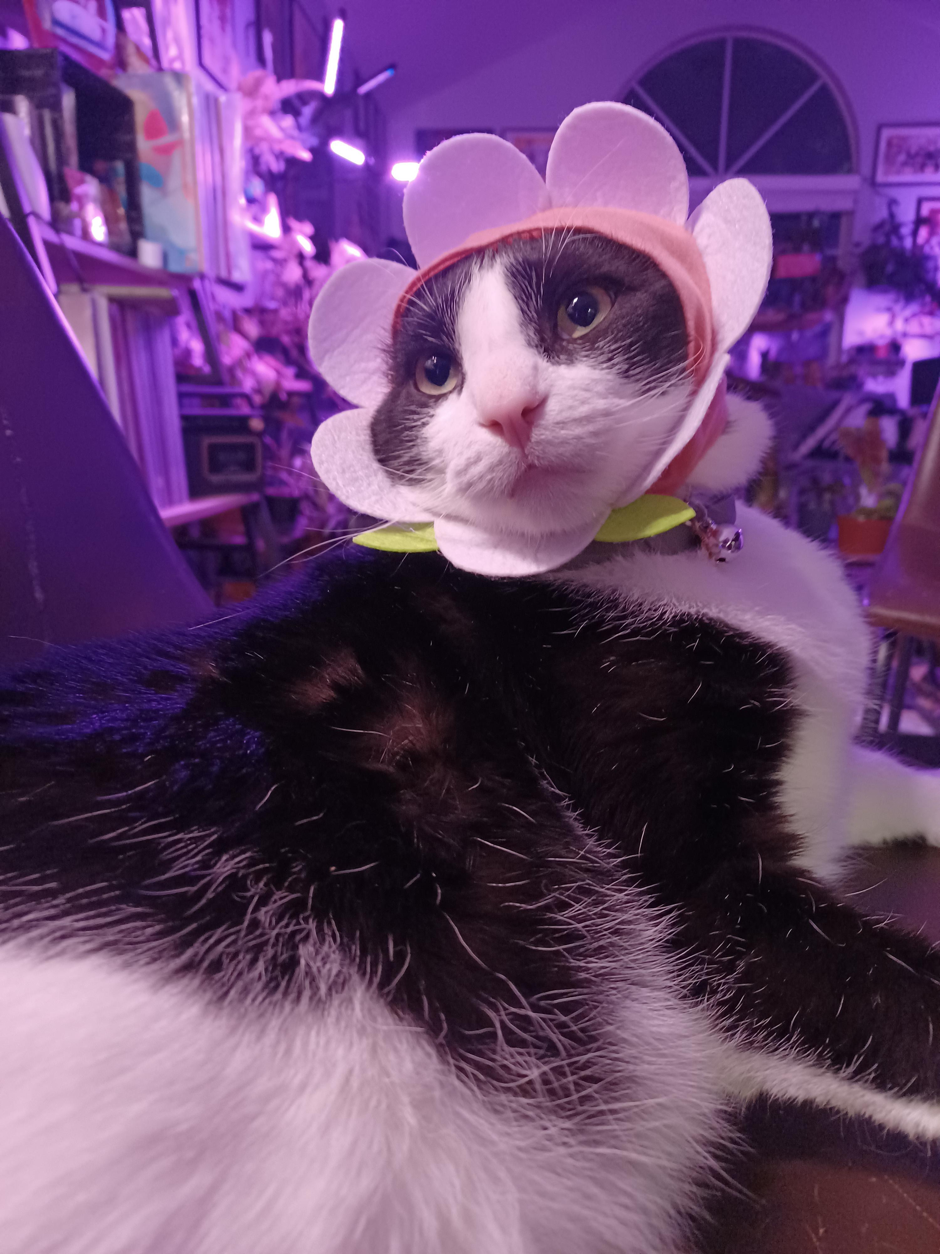 Flower power | Scrolller