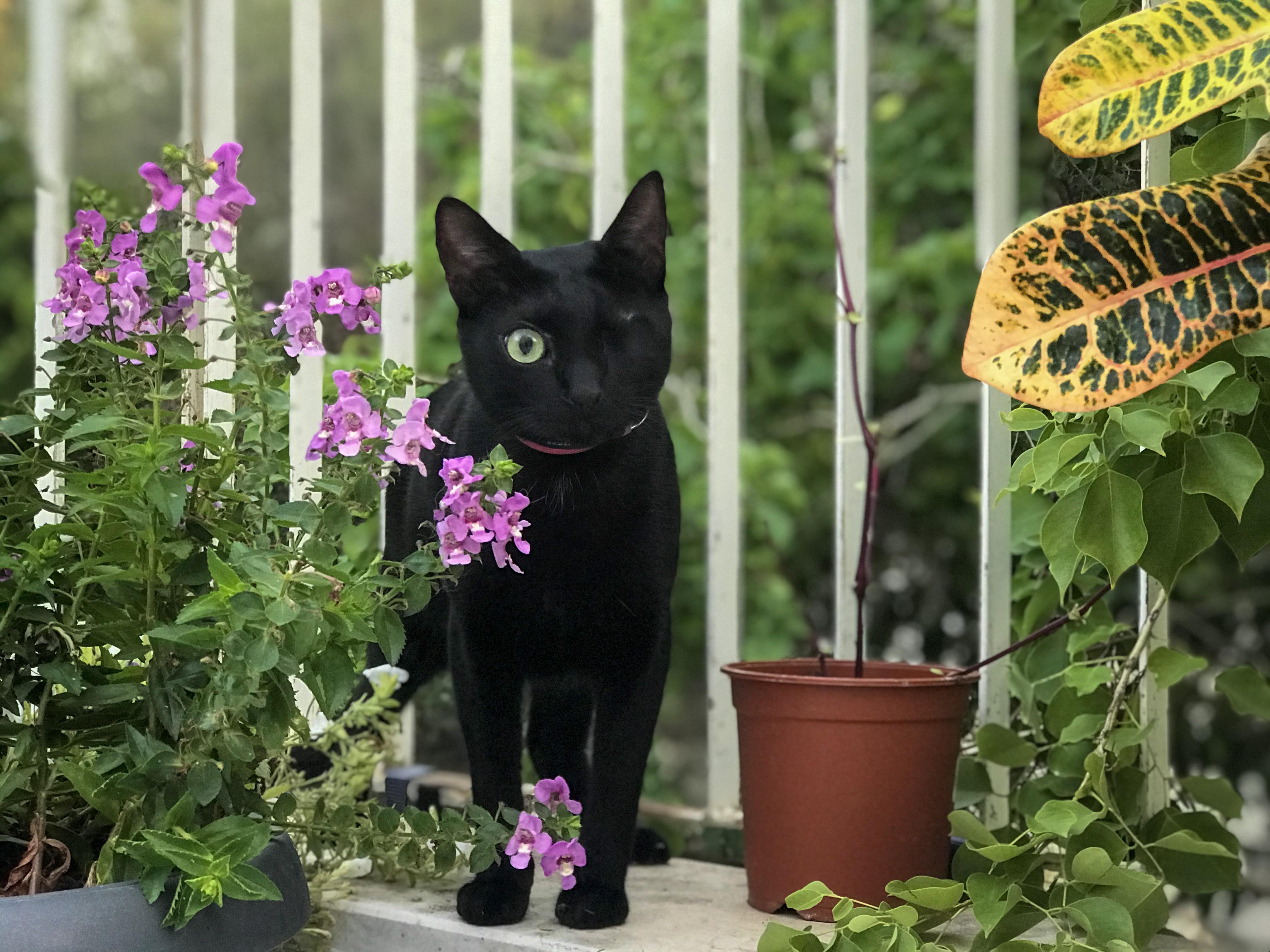 Flowers boy | Scrolller