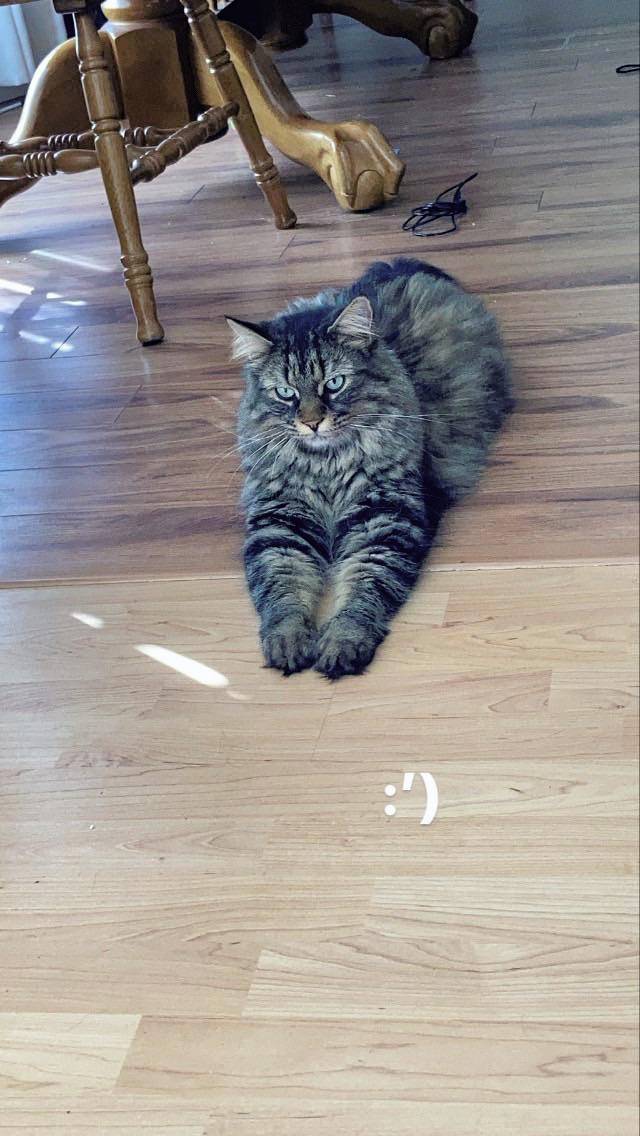 Fluffy boi loves to pose | Scrolller