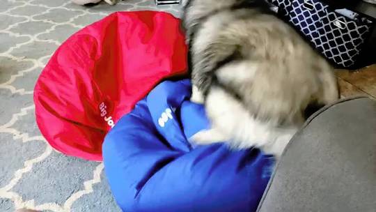 Fluffy boy spin cycle | Scrolller