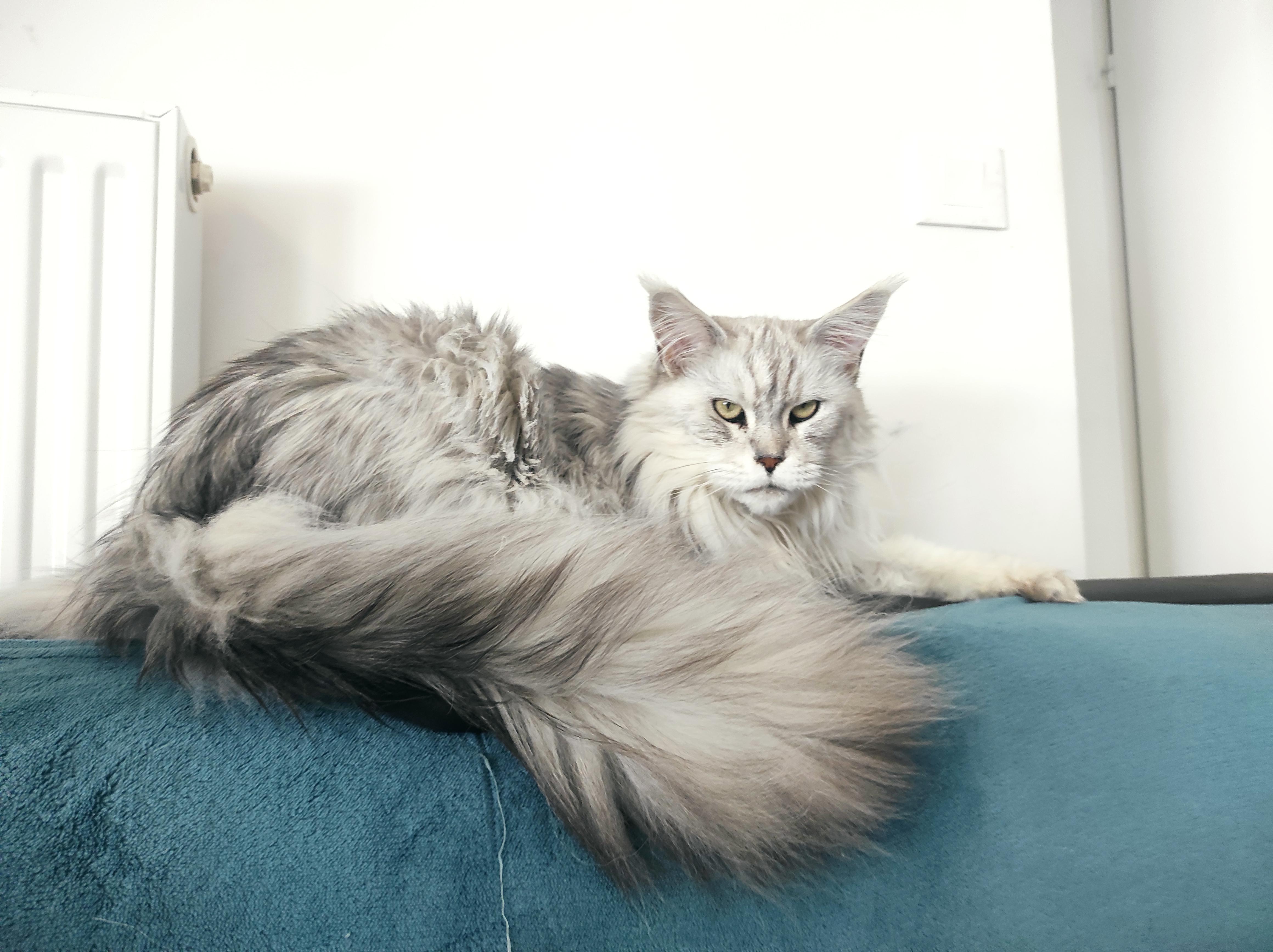 fluffy brush | Scrolller