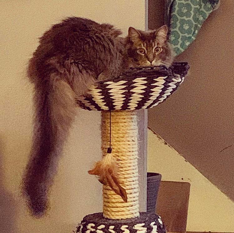 Fluffy butt Cosmo Kramer | Scrolller