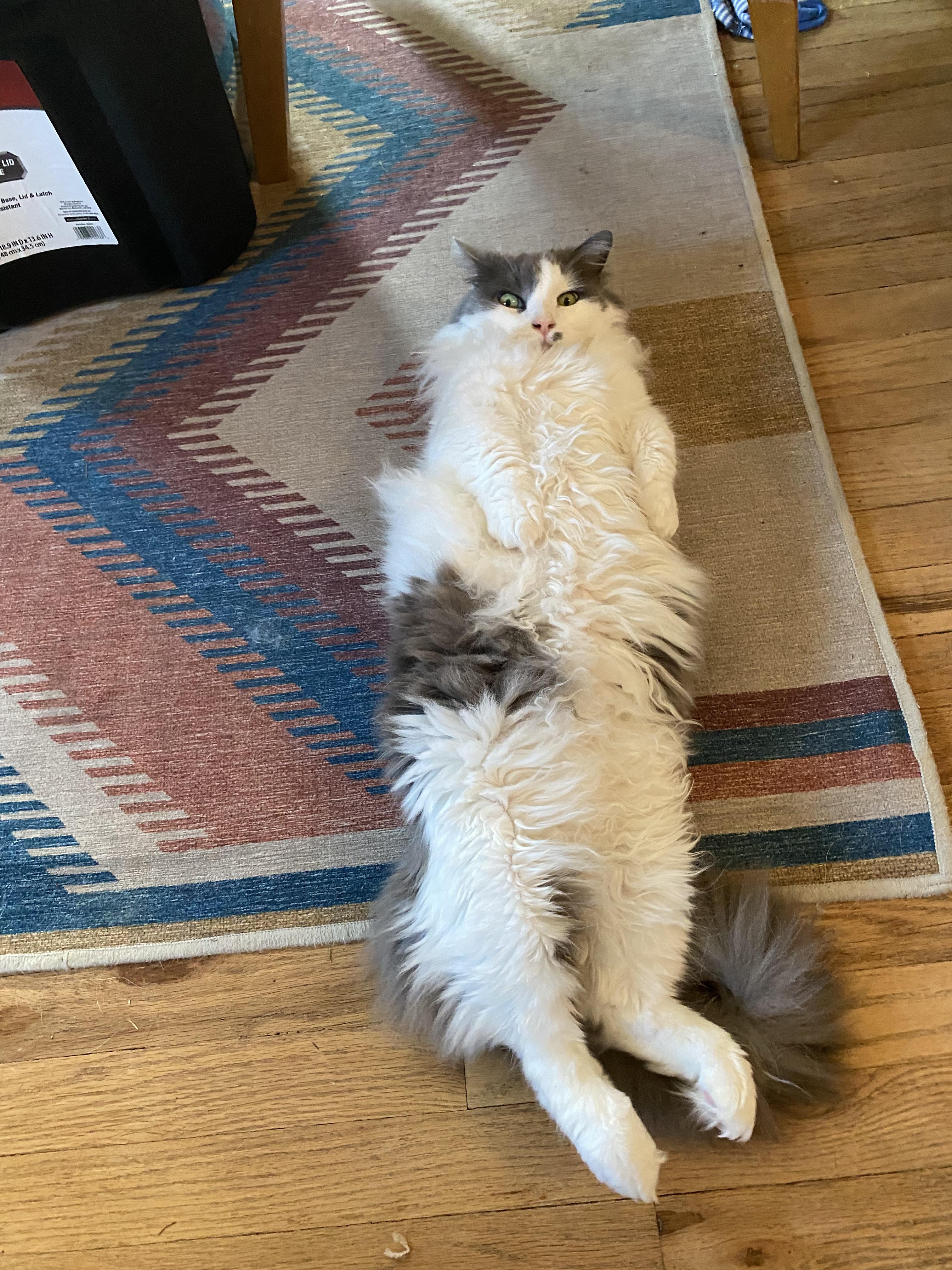 Fluffy long | Scrolller