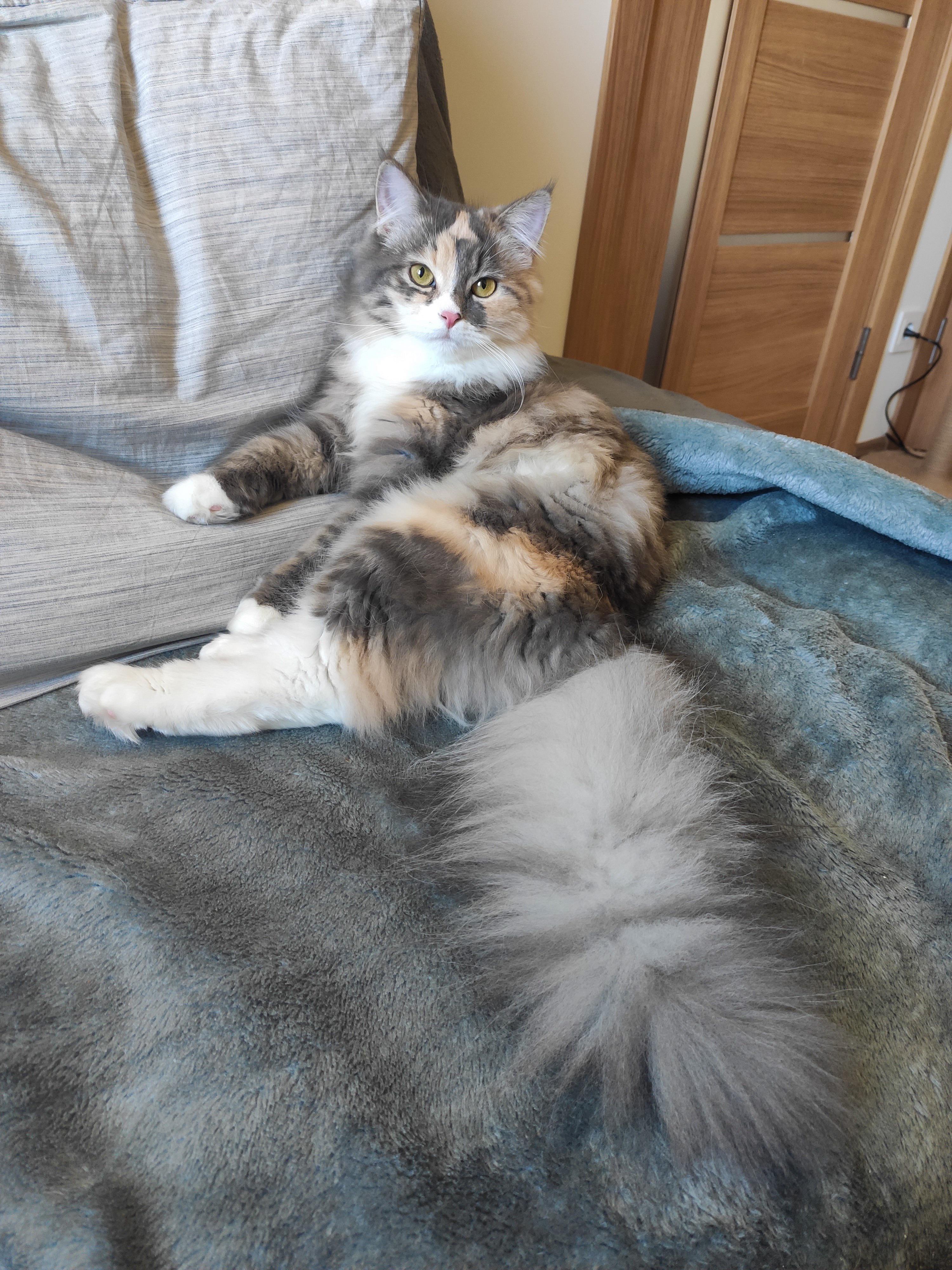 Fluffy tail | Scrolller