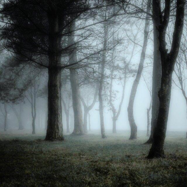 foggy forest | Scrolller