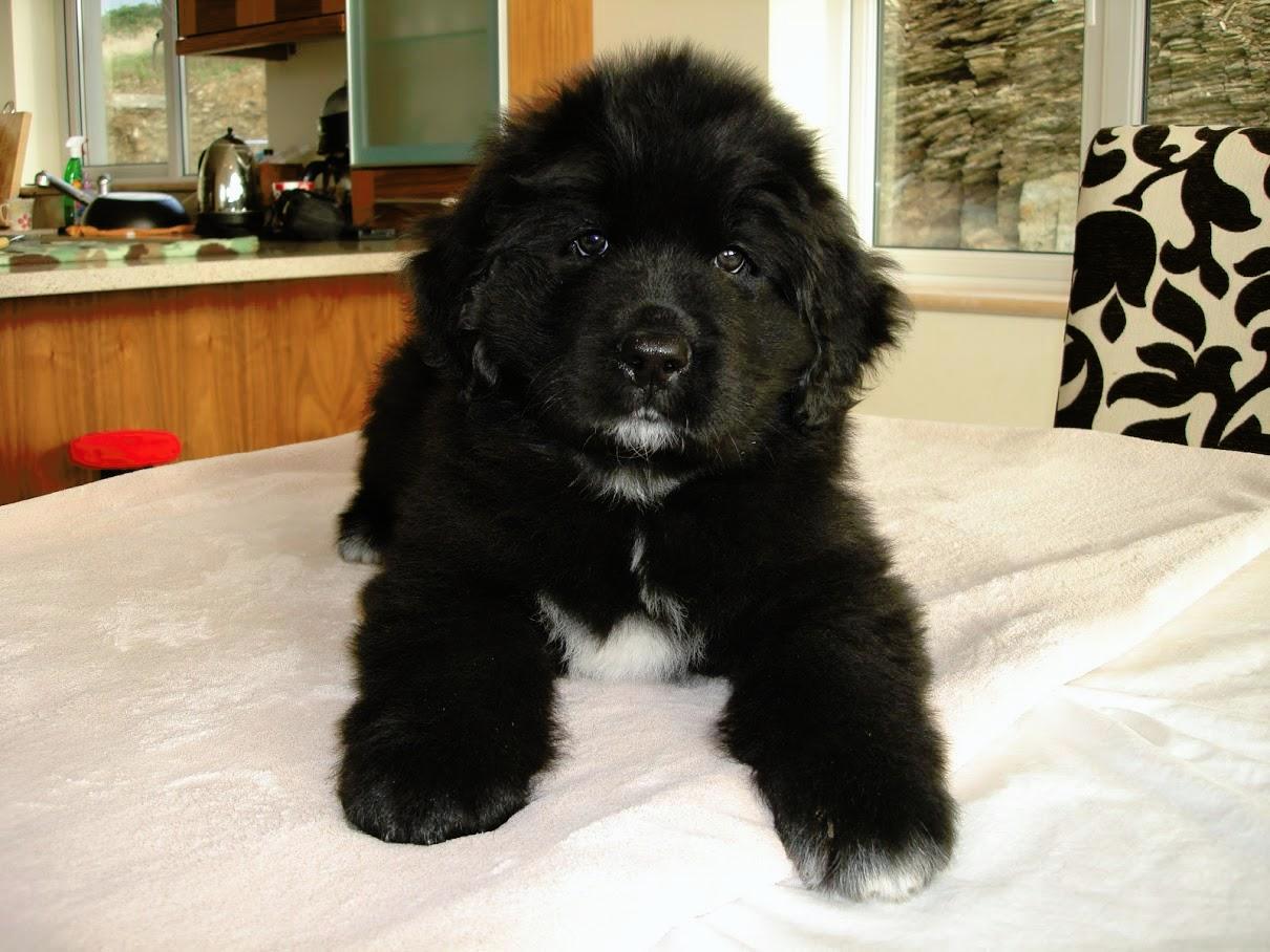 For all Newfie owners: cherish every second of every day you get with them. My big guy is gone ...