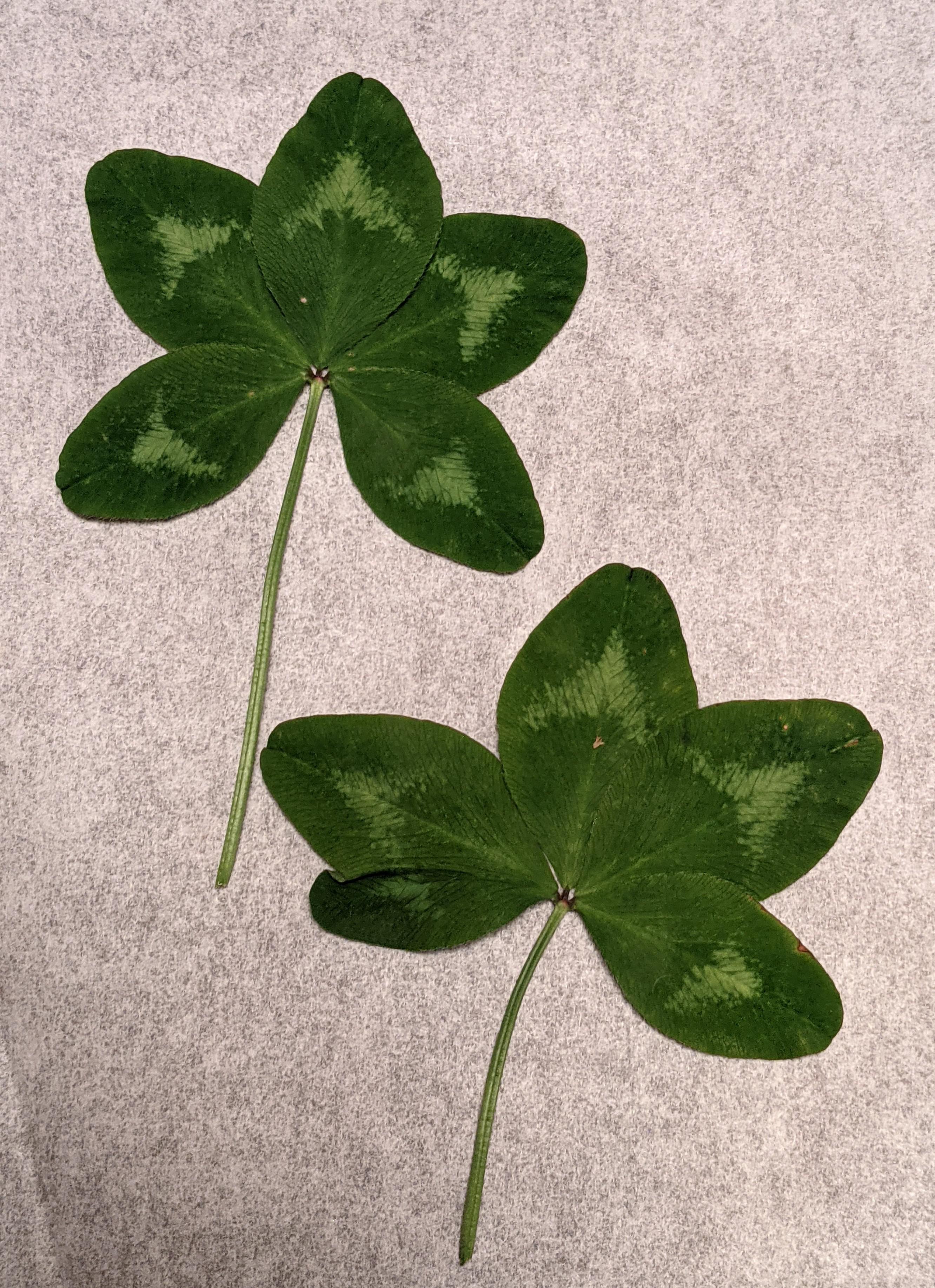 Clover | Pictures and Videos | Scrolller