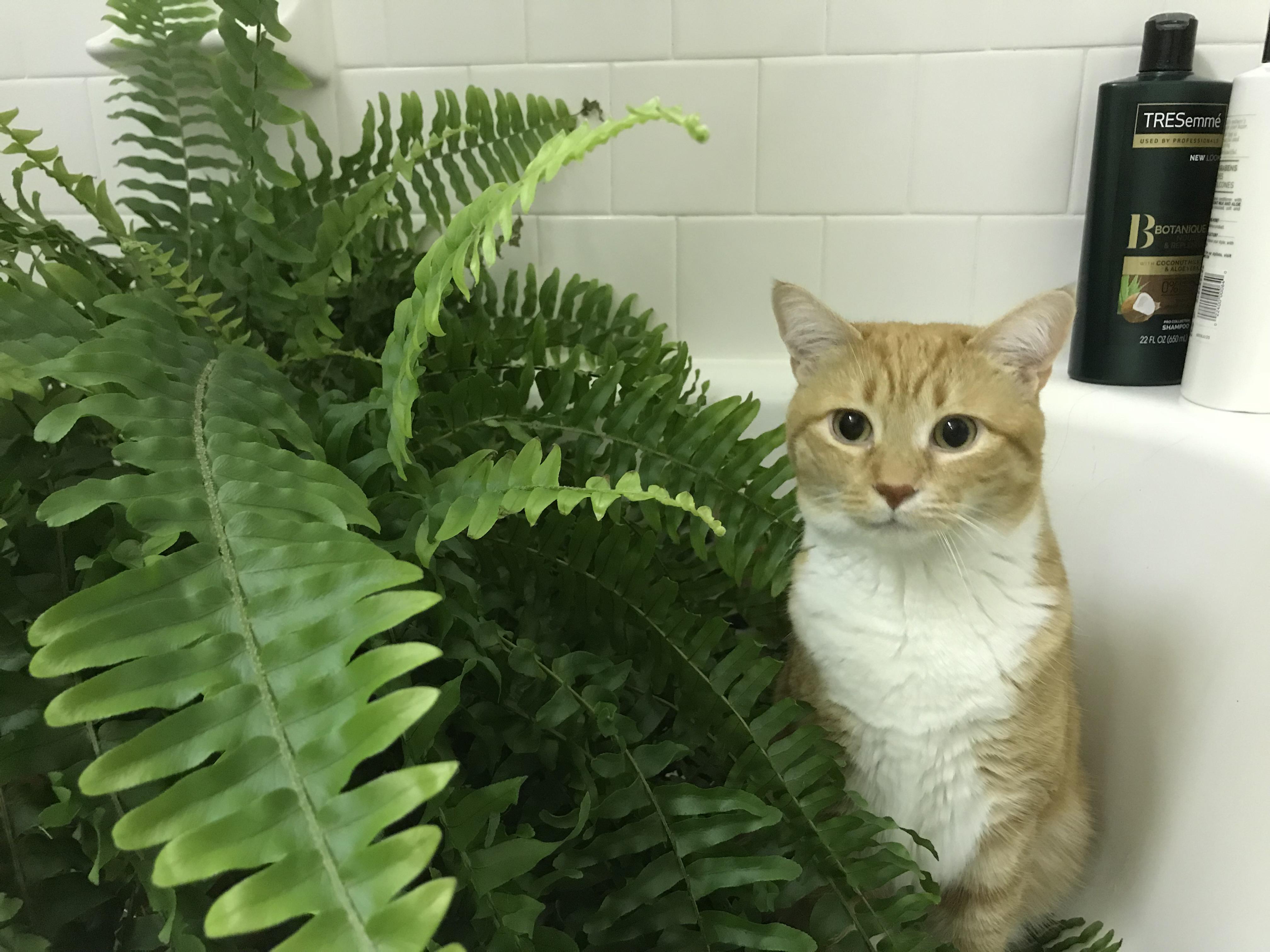 Frances and Fern | Scrolller