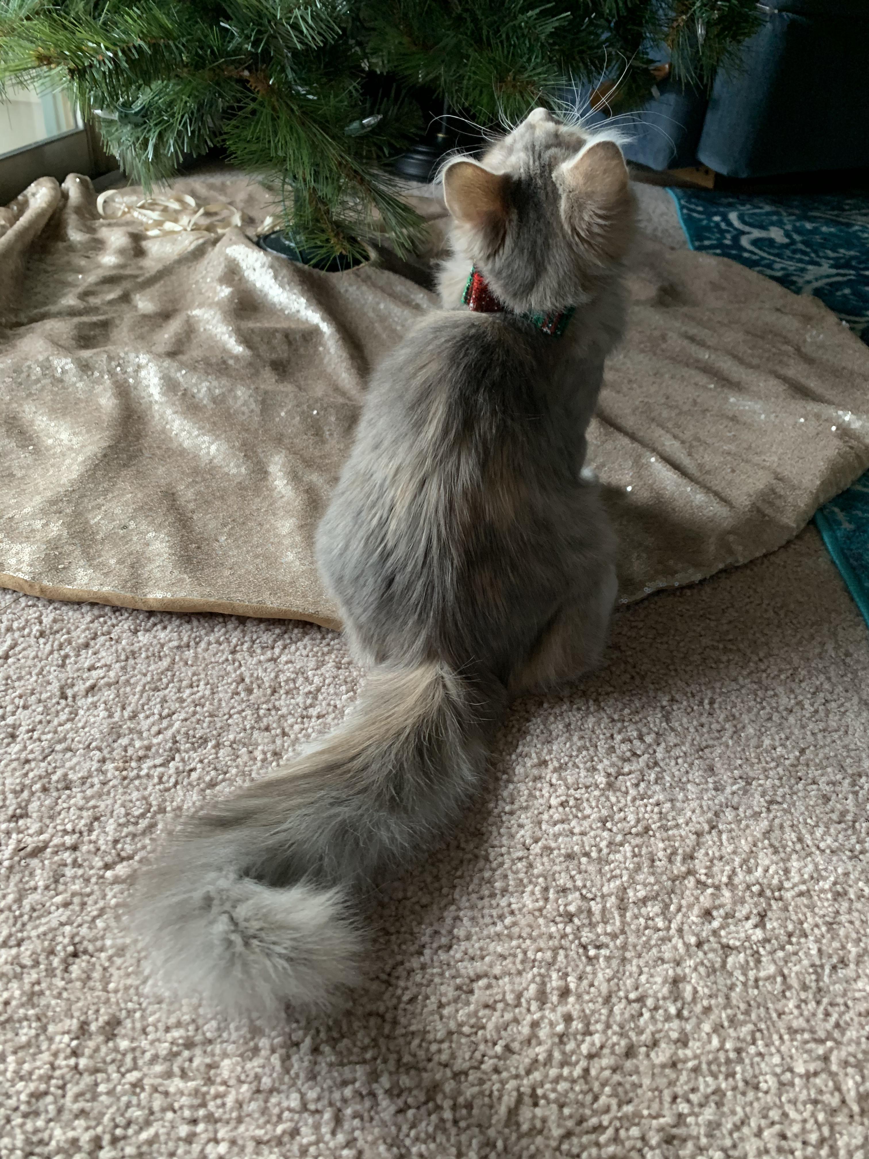 Freddie is my first longhair cat and she flaunts that tail | Scrolller