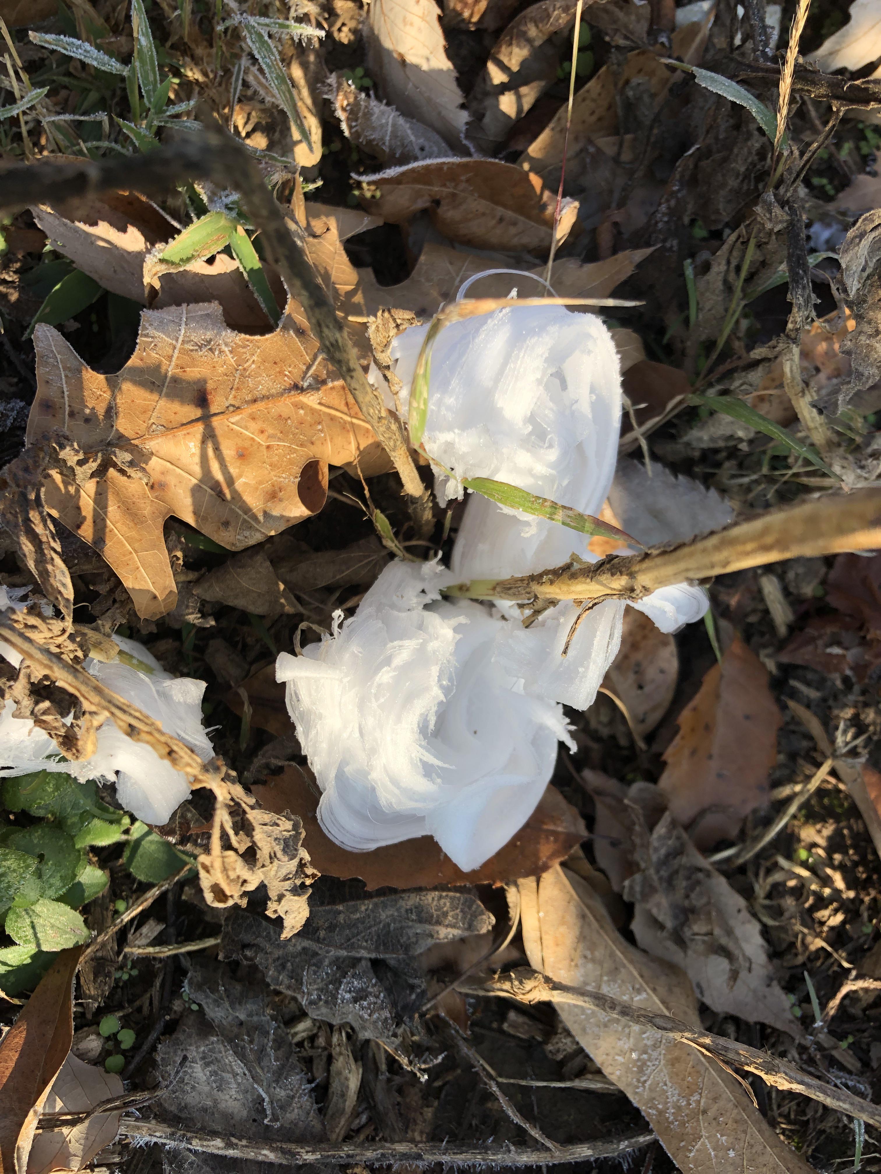 Frost flower. Todd Co. | Scrolller