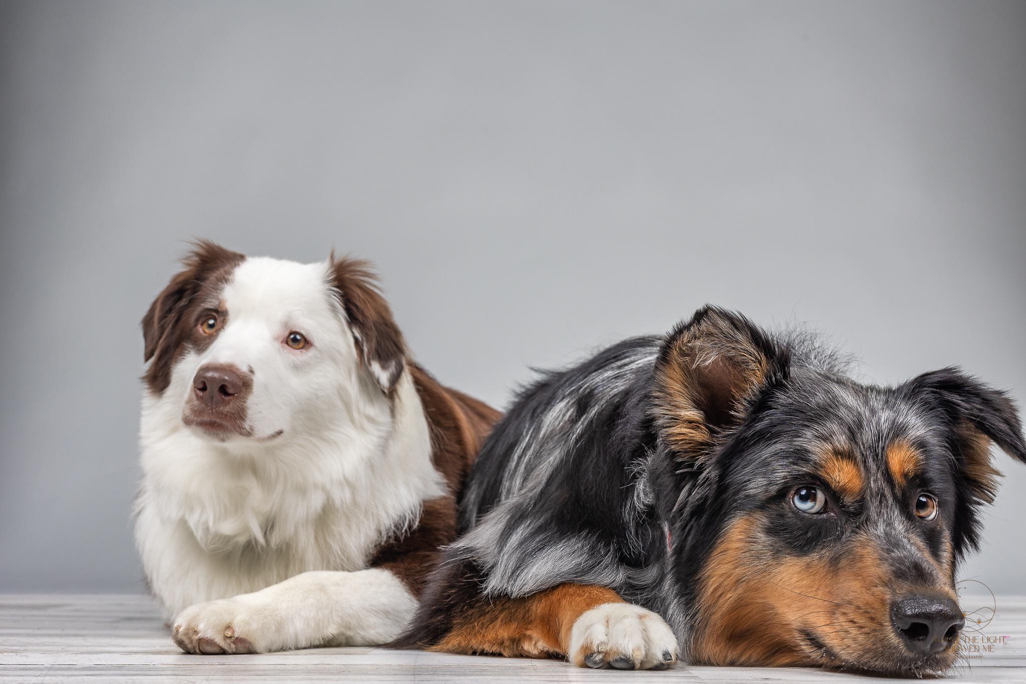 Full of energy until it’s time to pose | Scrolller