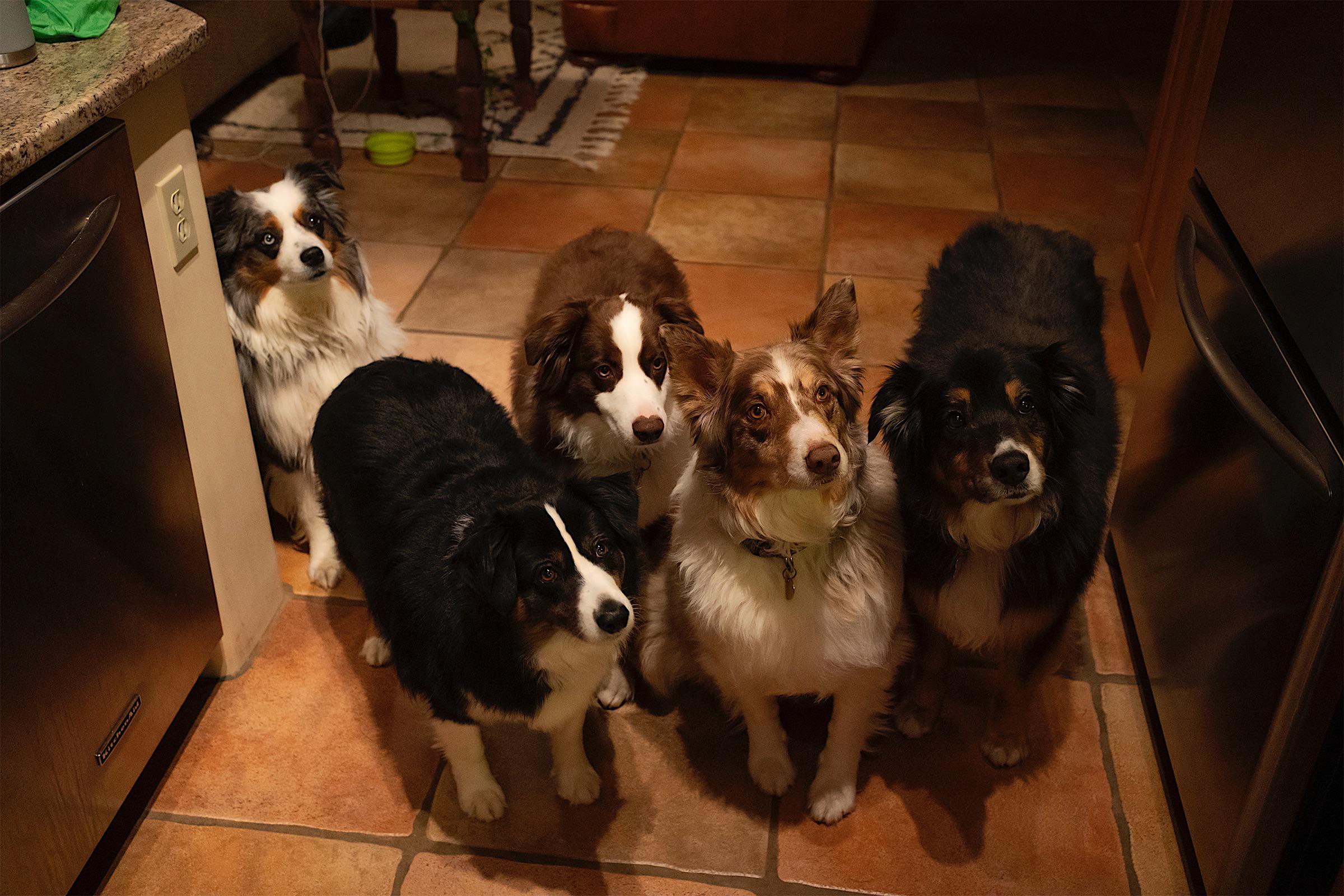 Gang Gang | Scrolller