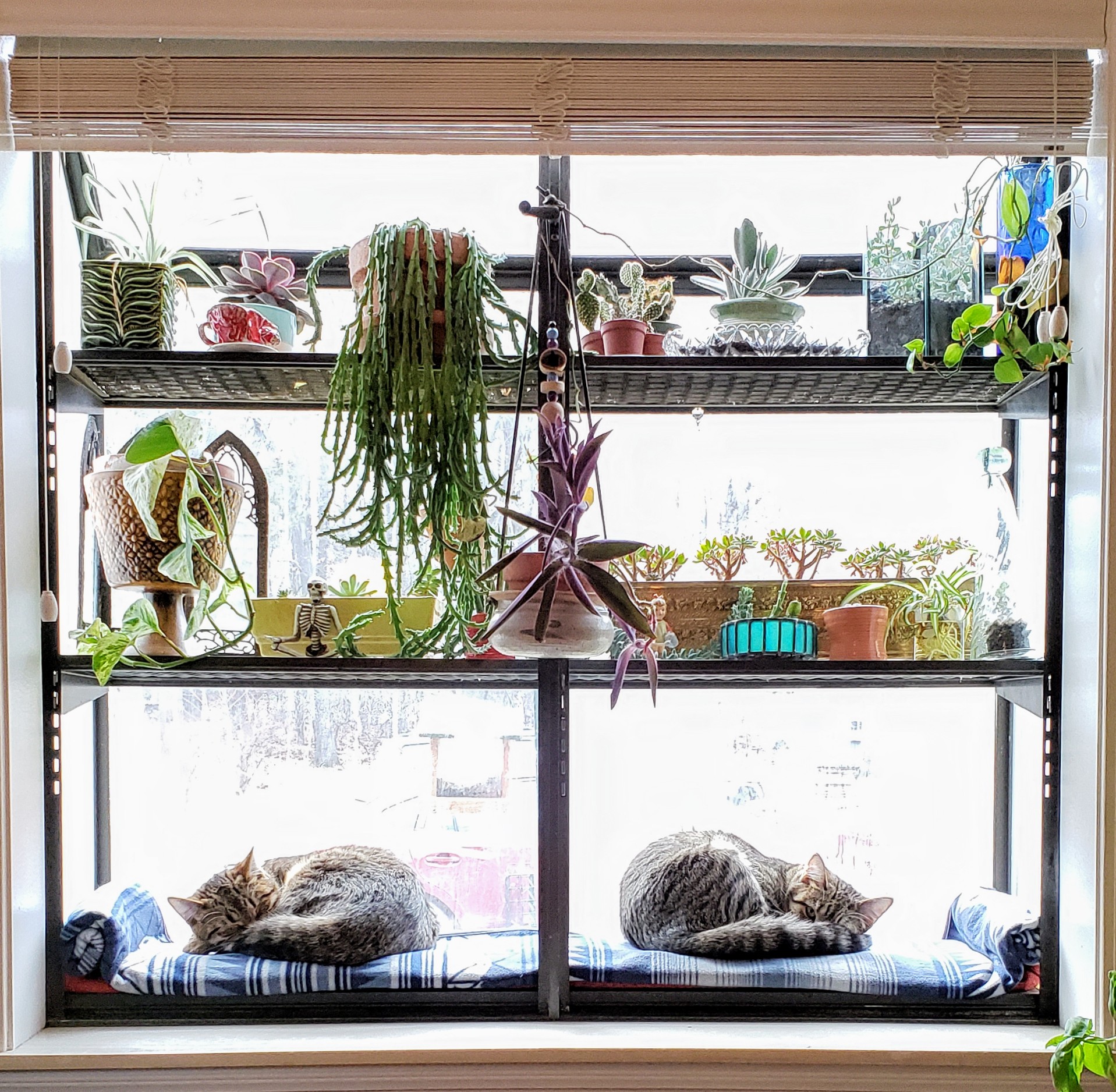 Garden window naps ♥️ | Scrolller