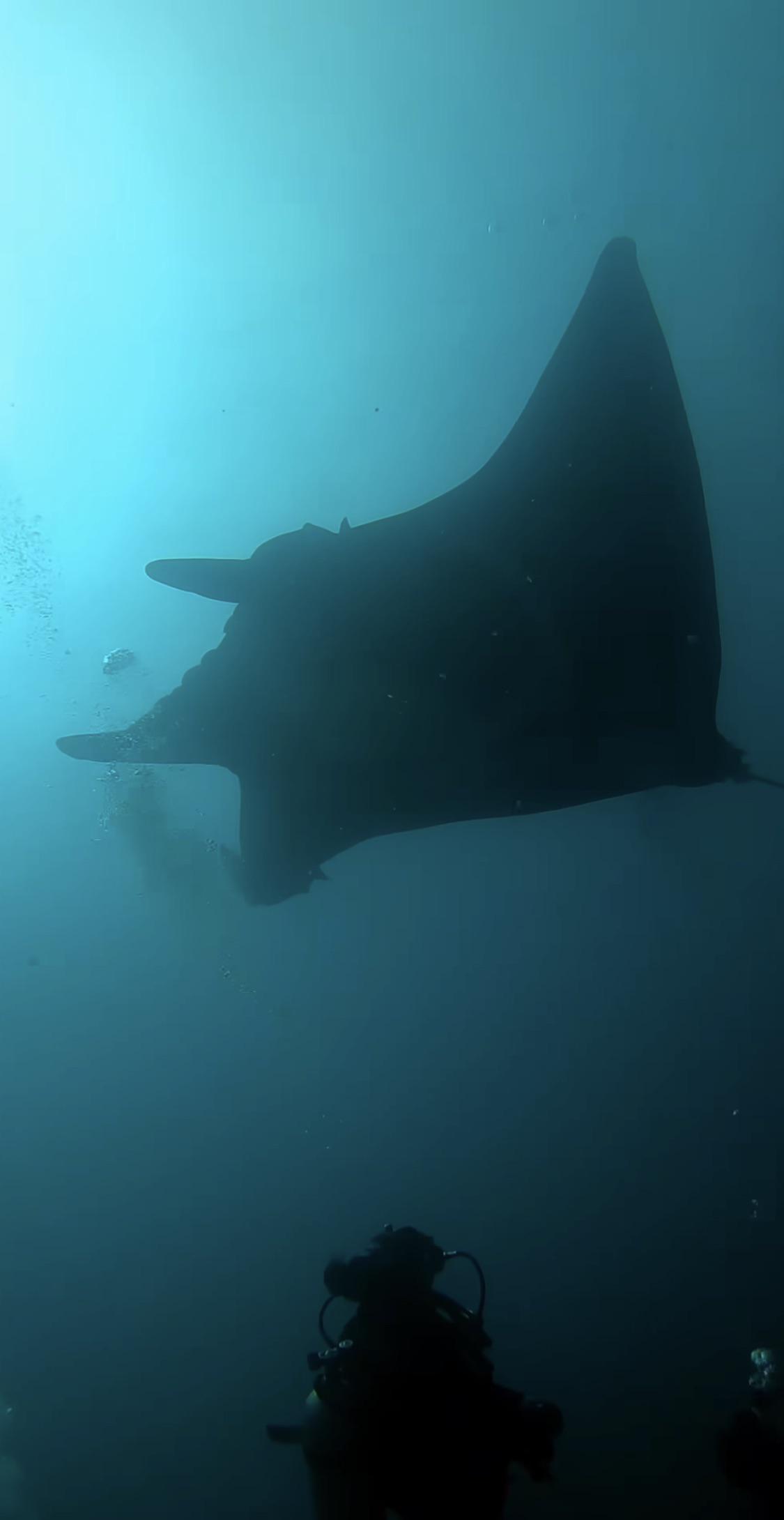 giant manta ray in open water from @beduith on instagram | Scrolller