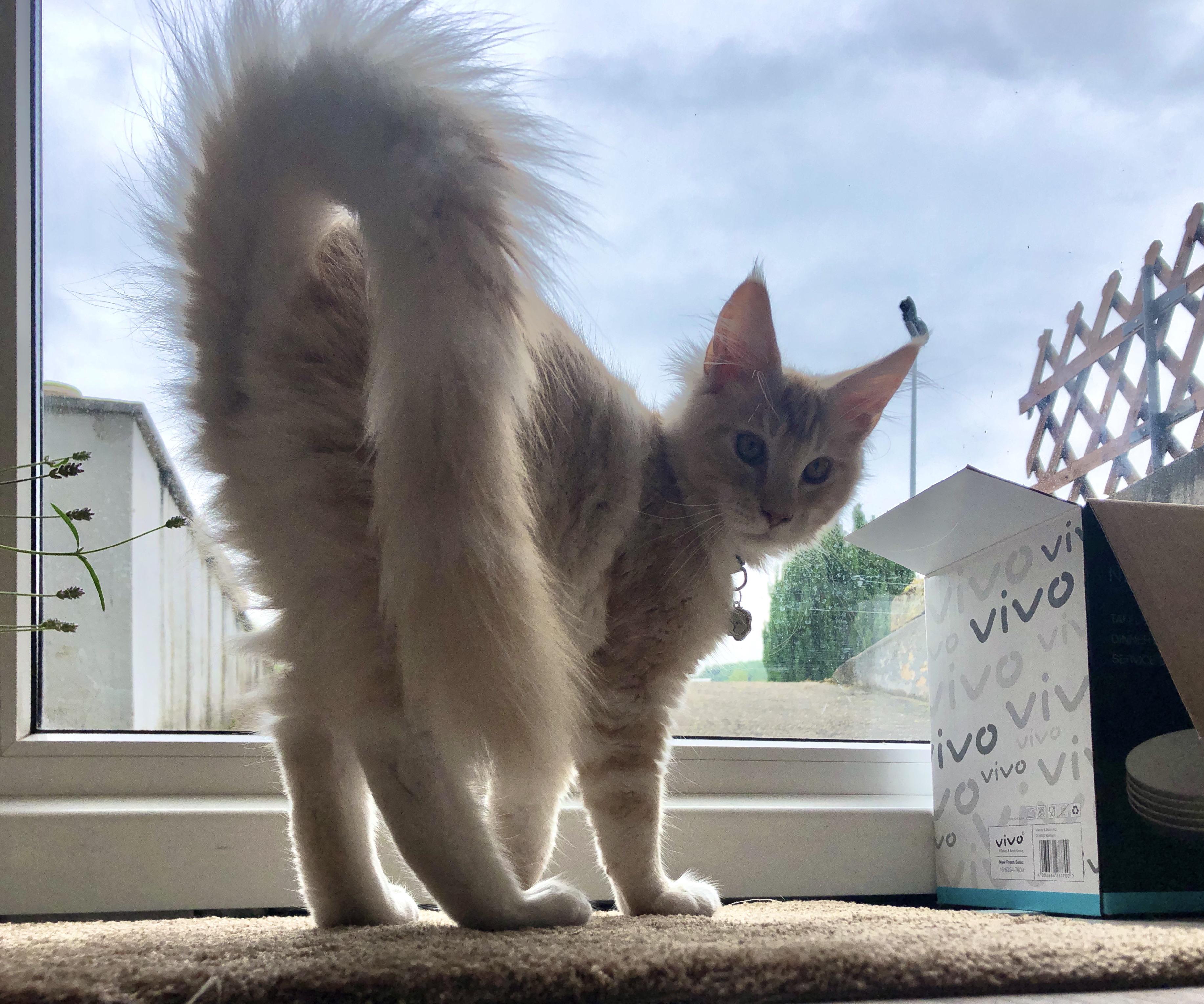 Glorious bottlebrush | Scrolller