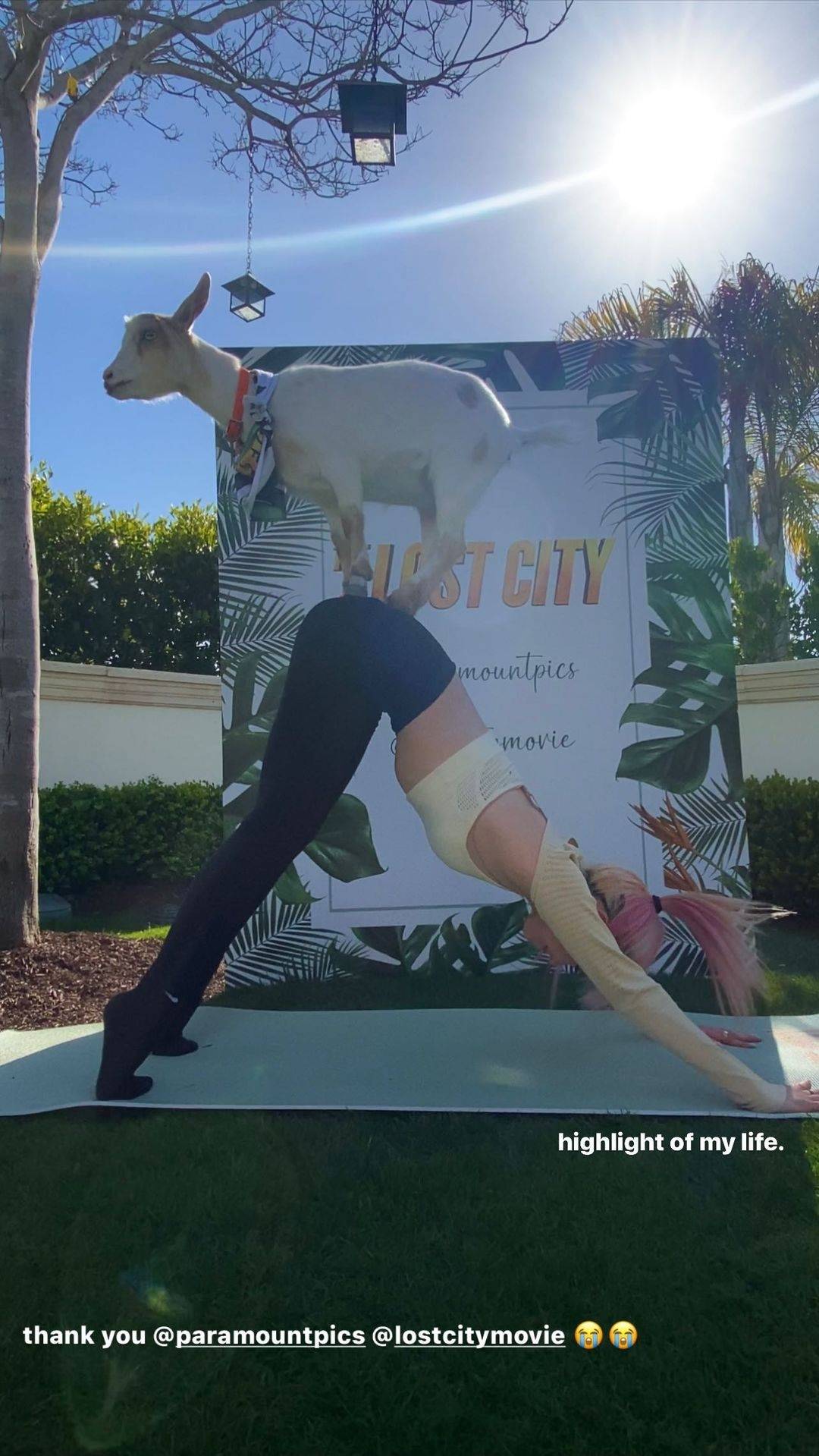 Goat 🐐 | Scrolller