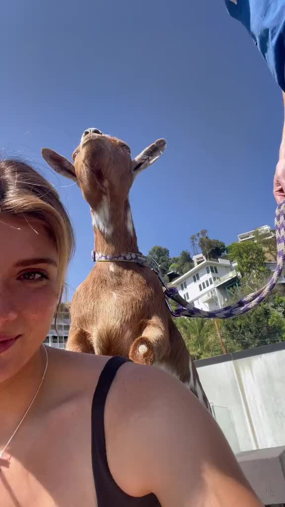 Goat yoga | Scrolller