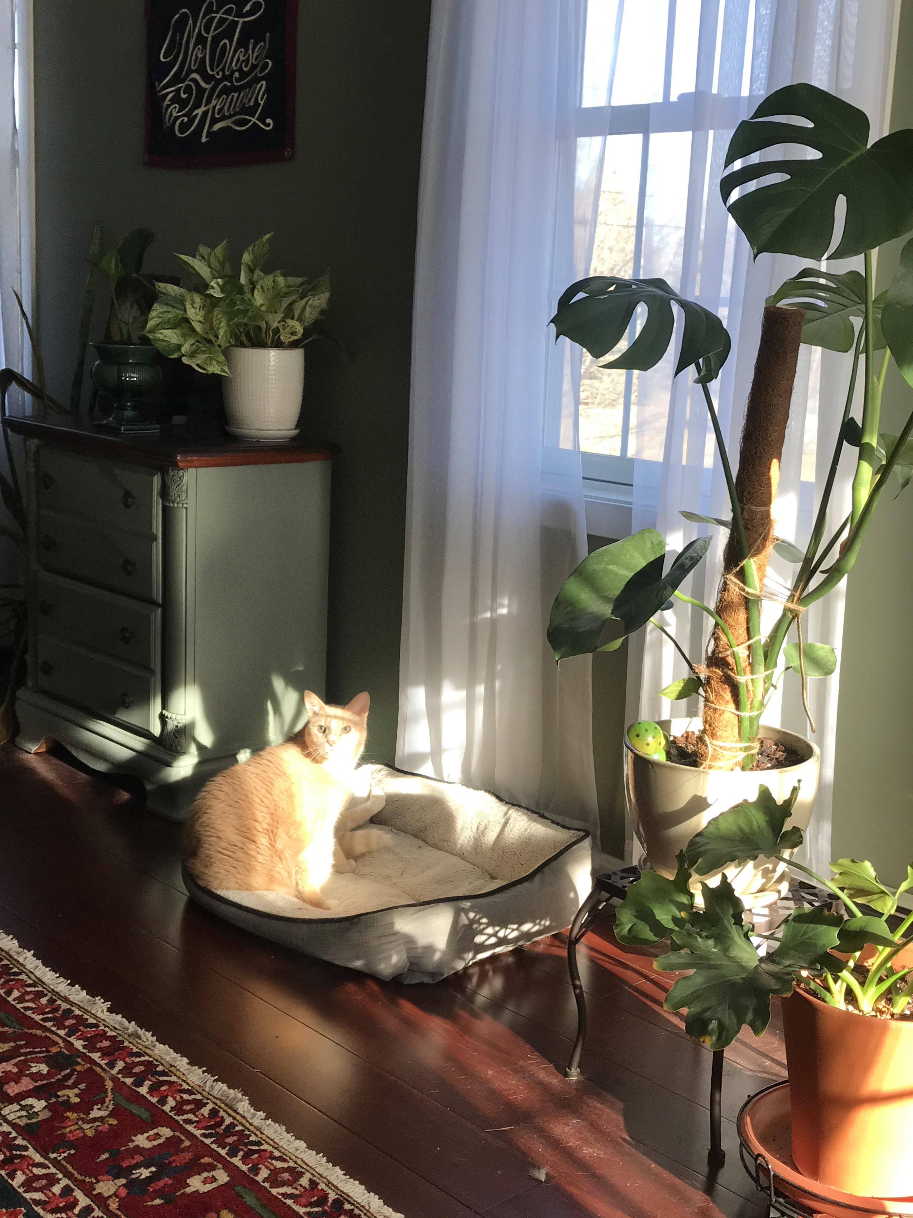 Golden Hour Tiger in His Jungle | Scrolller