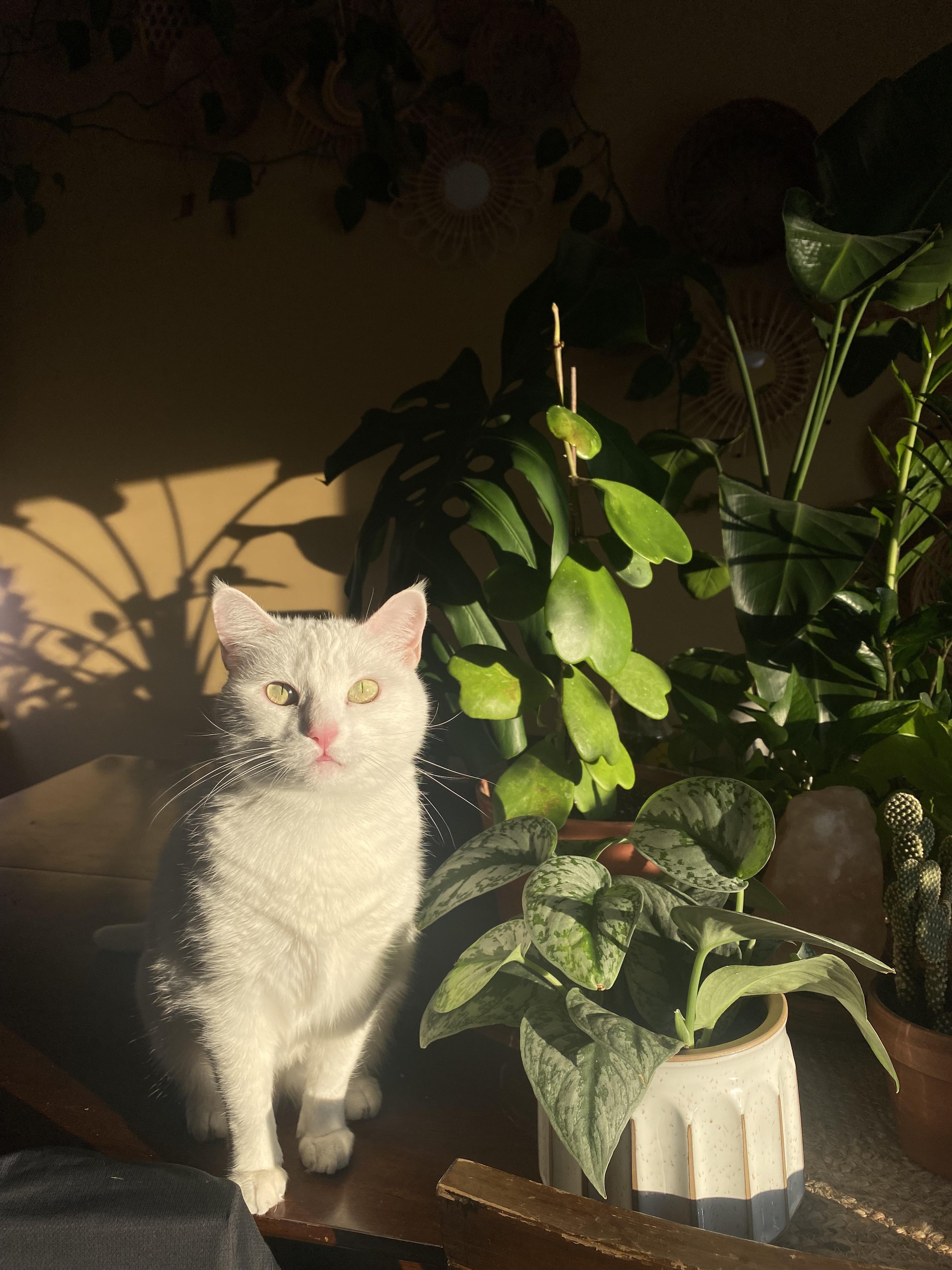 Good morning from Snow & my silver pothos! | Scrolller