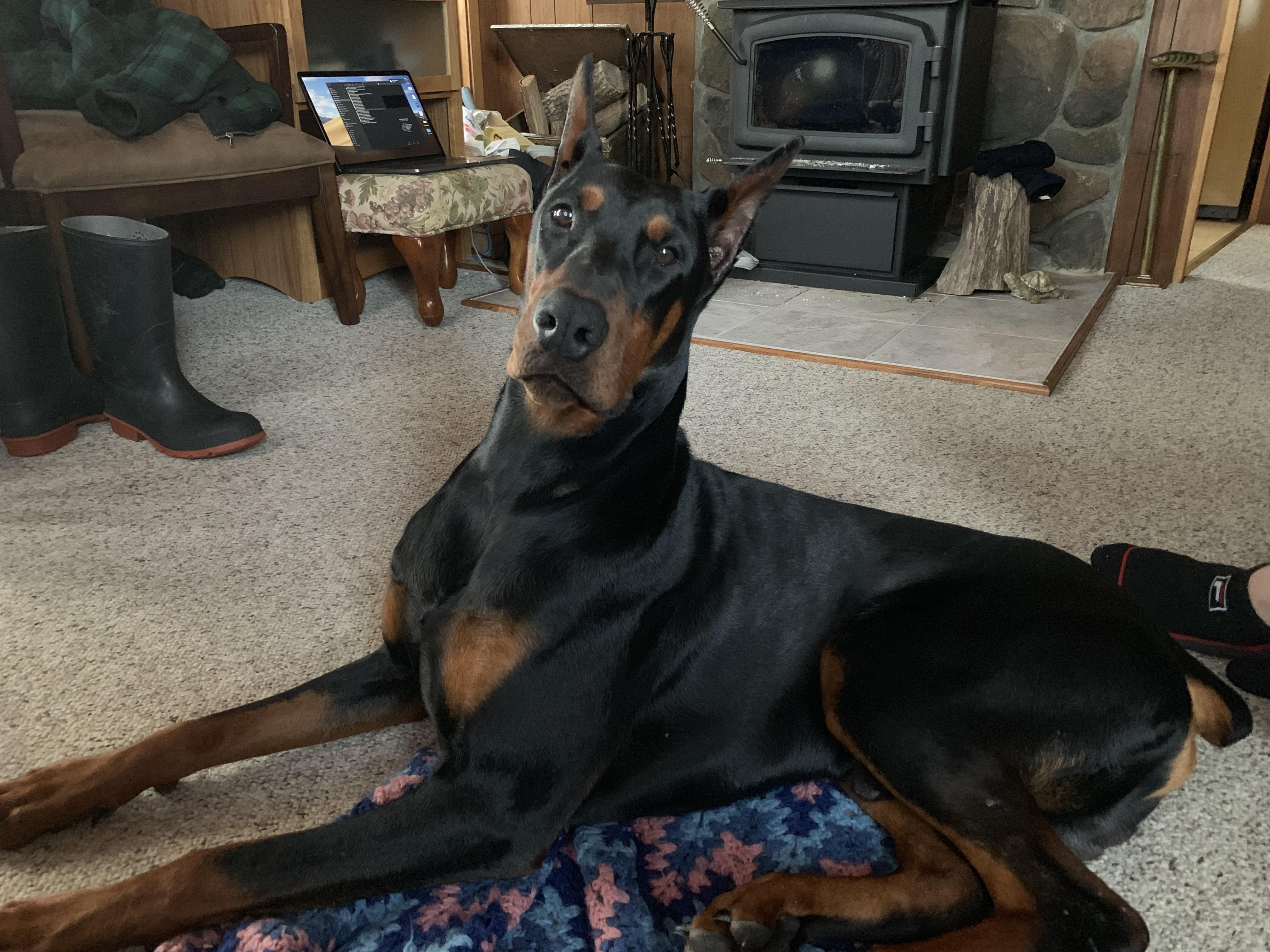 Goodboy. | Scrolller