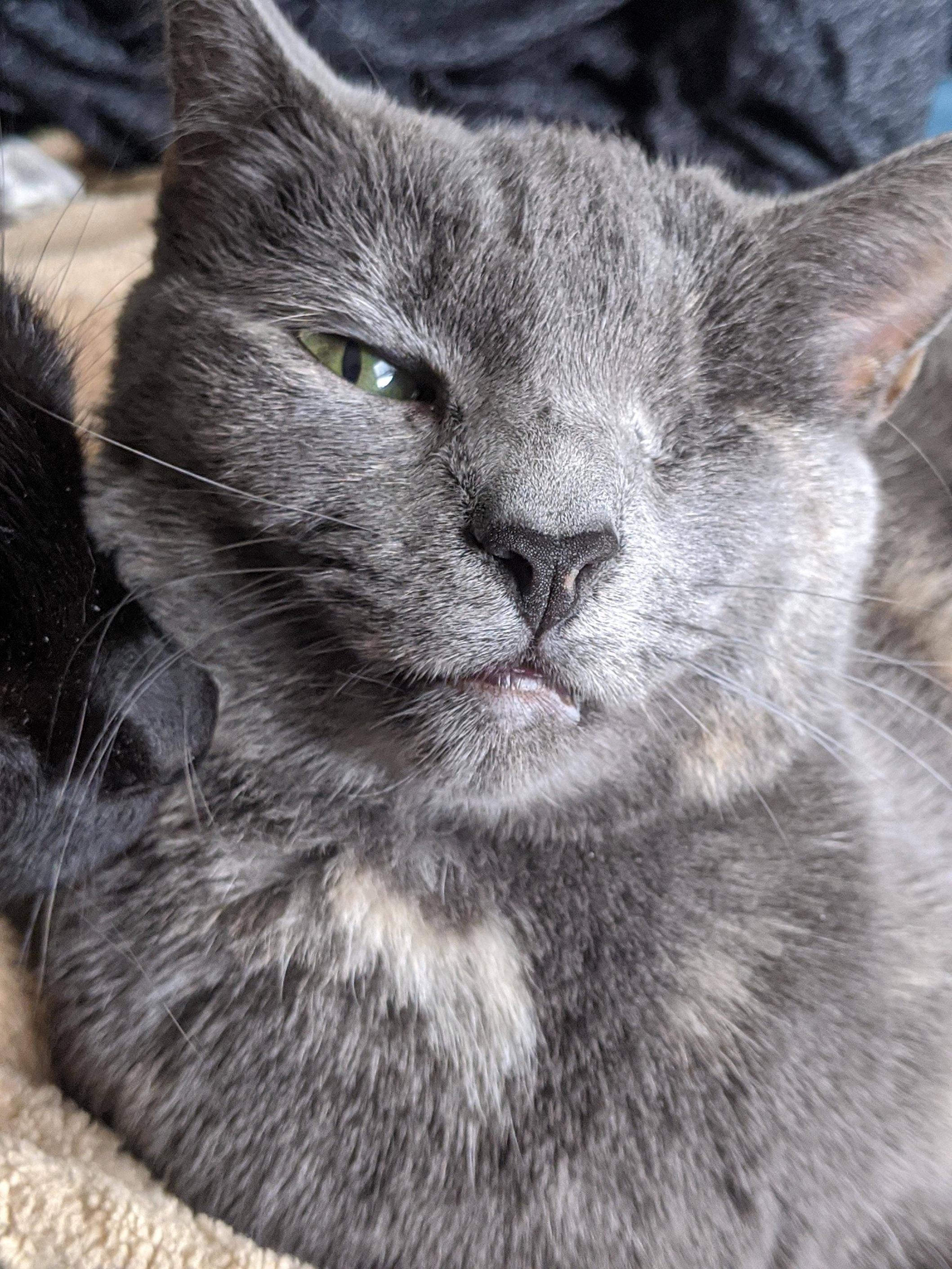 Grace waking up from her cat nap | Scrolller