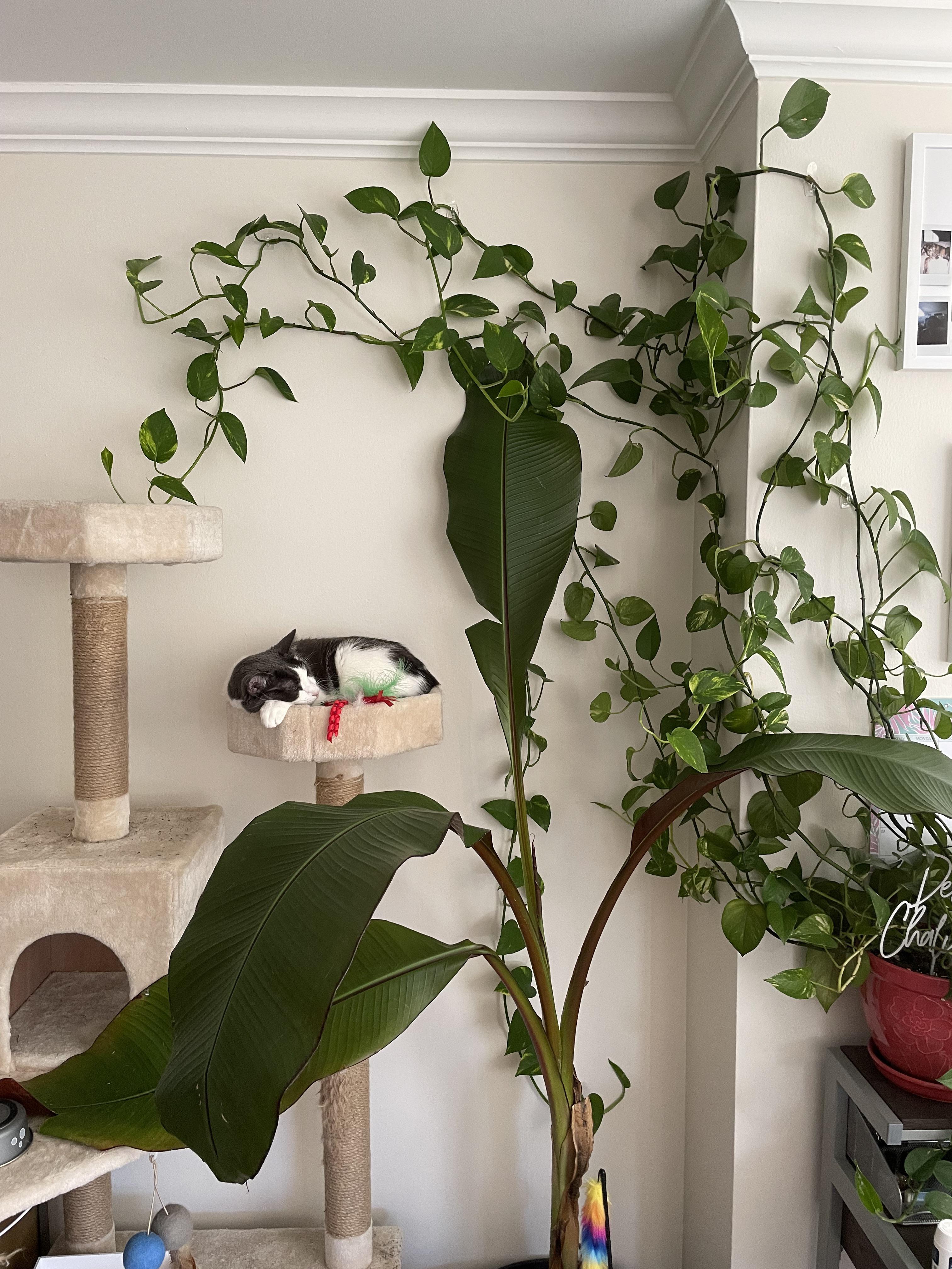 Gracie and her greenery | Scrolller