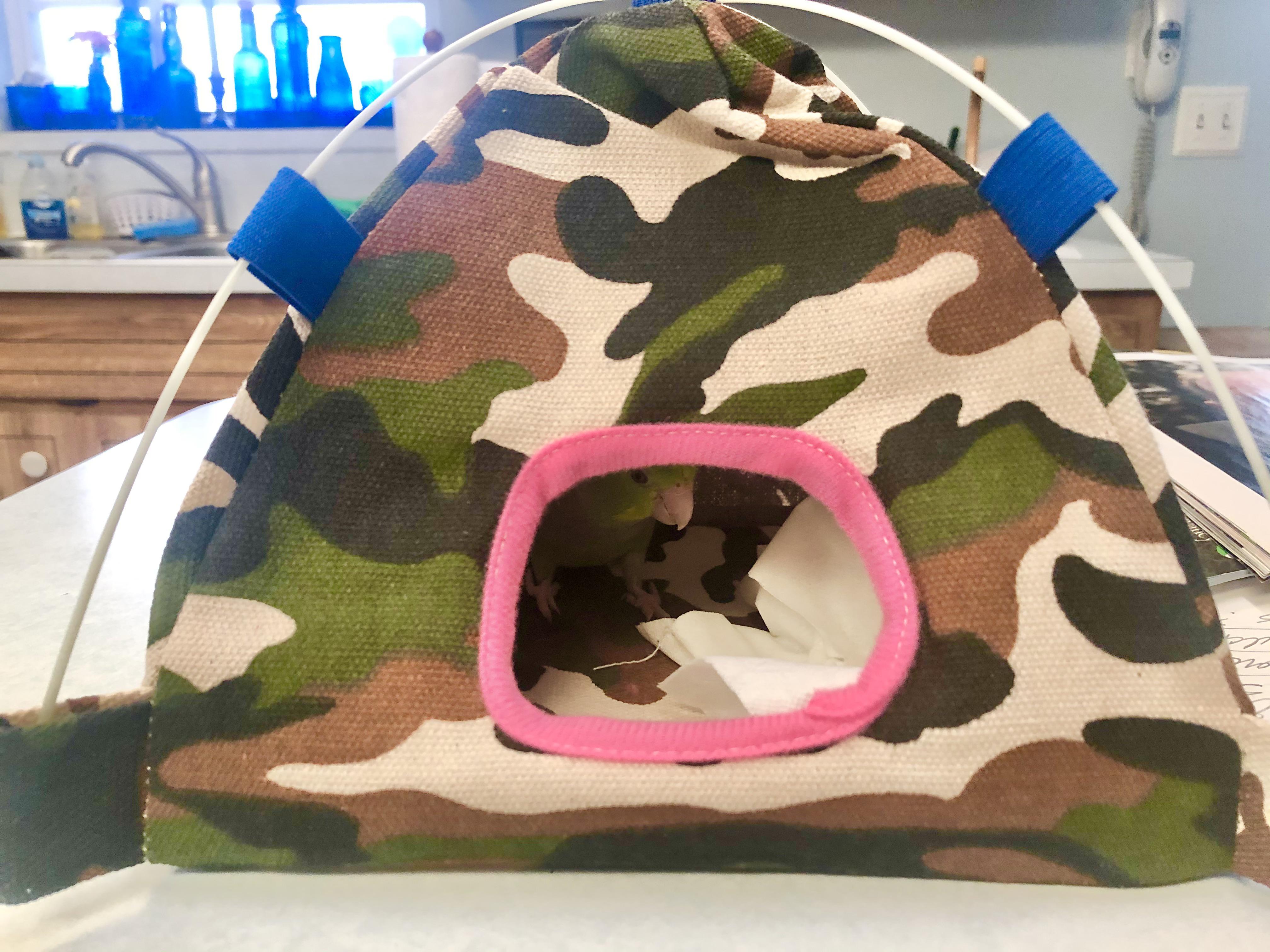 Green bean in a mini tent 💚💙💛 | Scrolller