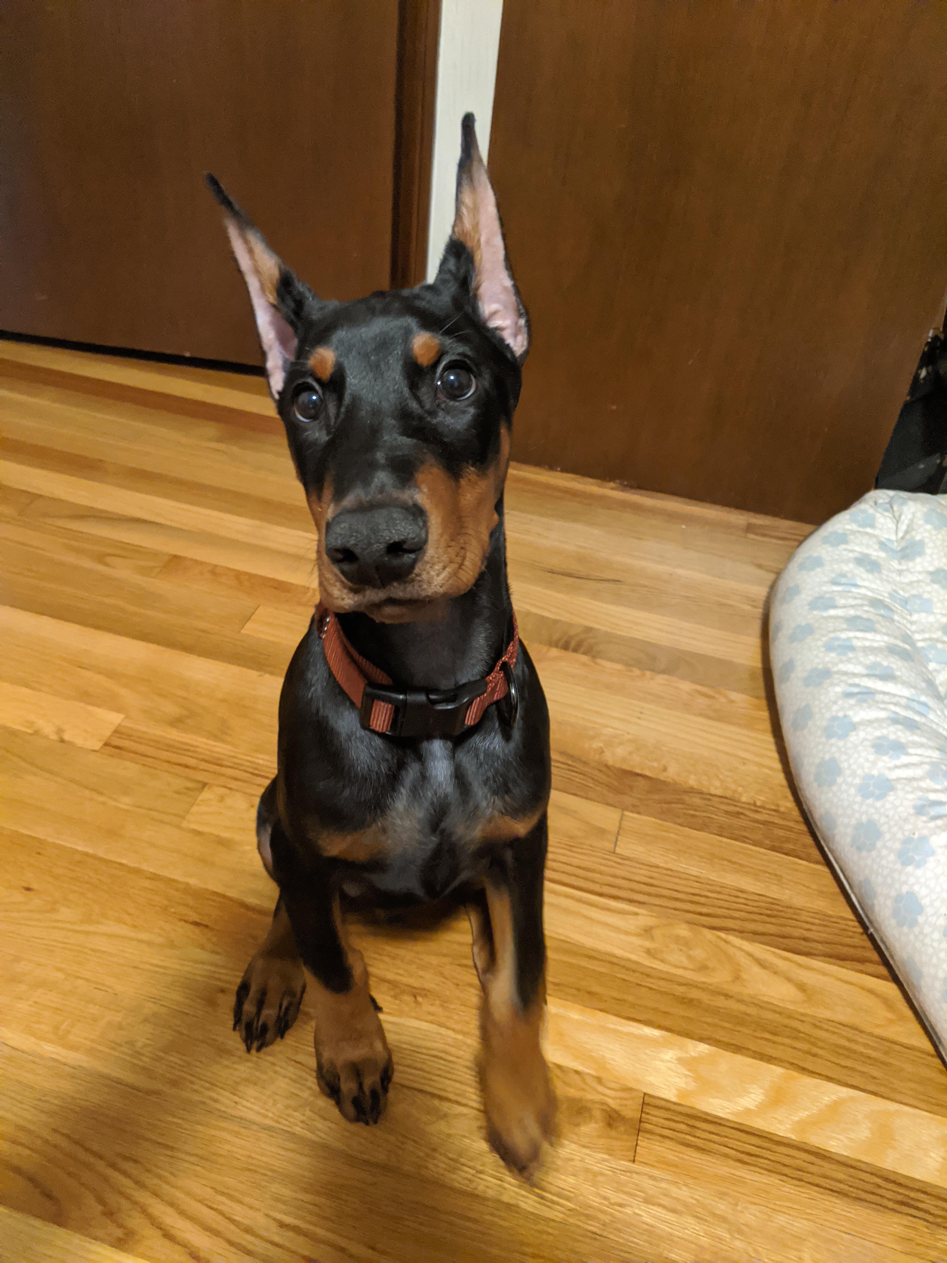 Growing into such a handsome boy! | Scrolller