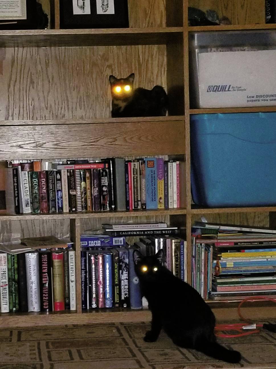 Guardians of the bookshelf | Scrolller