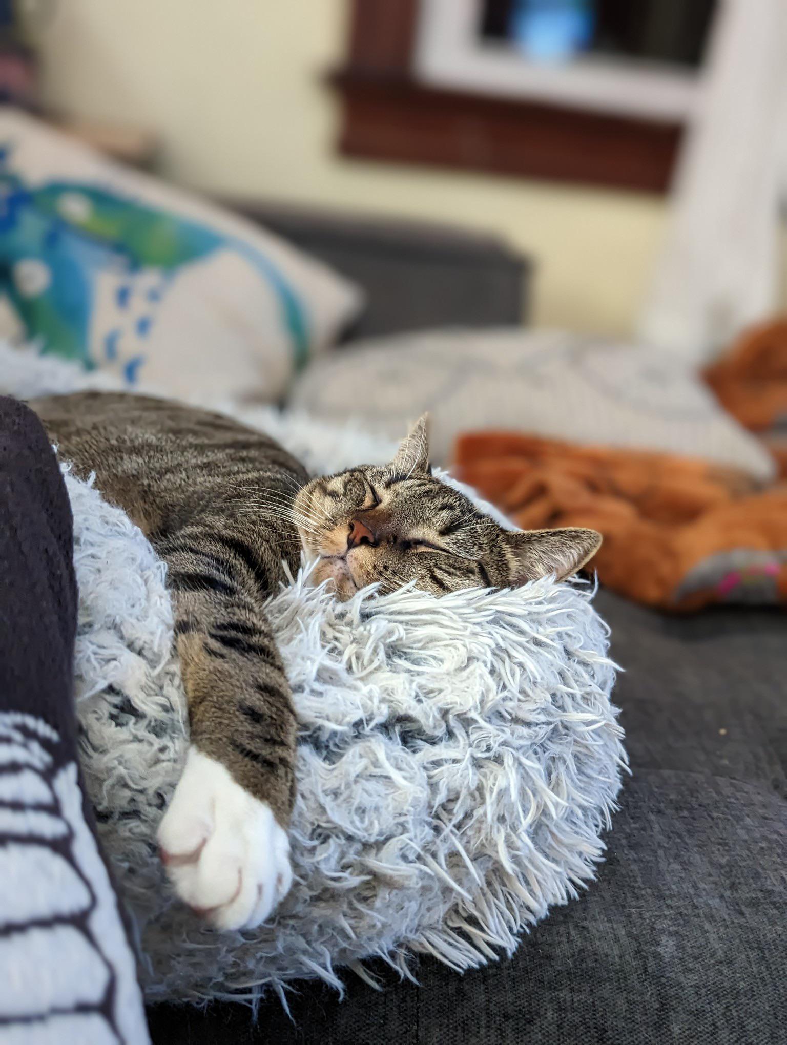 Ham Sandwich 🥪 straight chillin’ | Scrolller