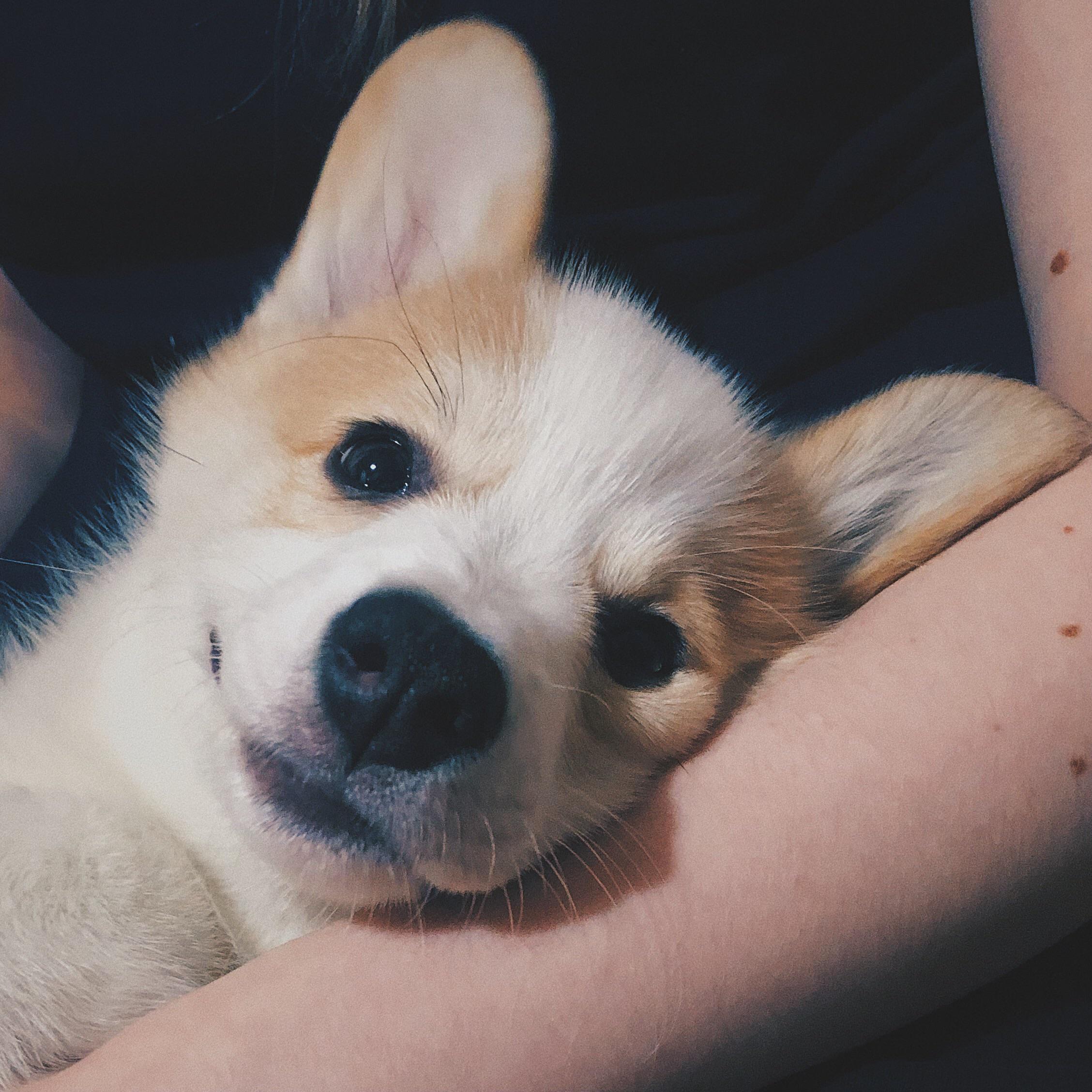 Happy corgi 🎀 | Scrolller