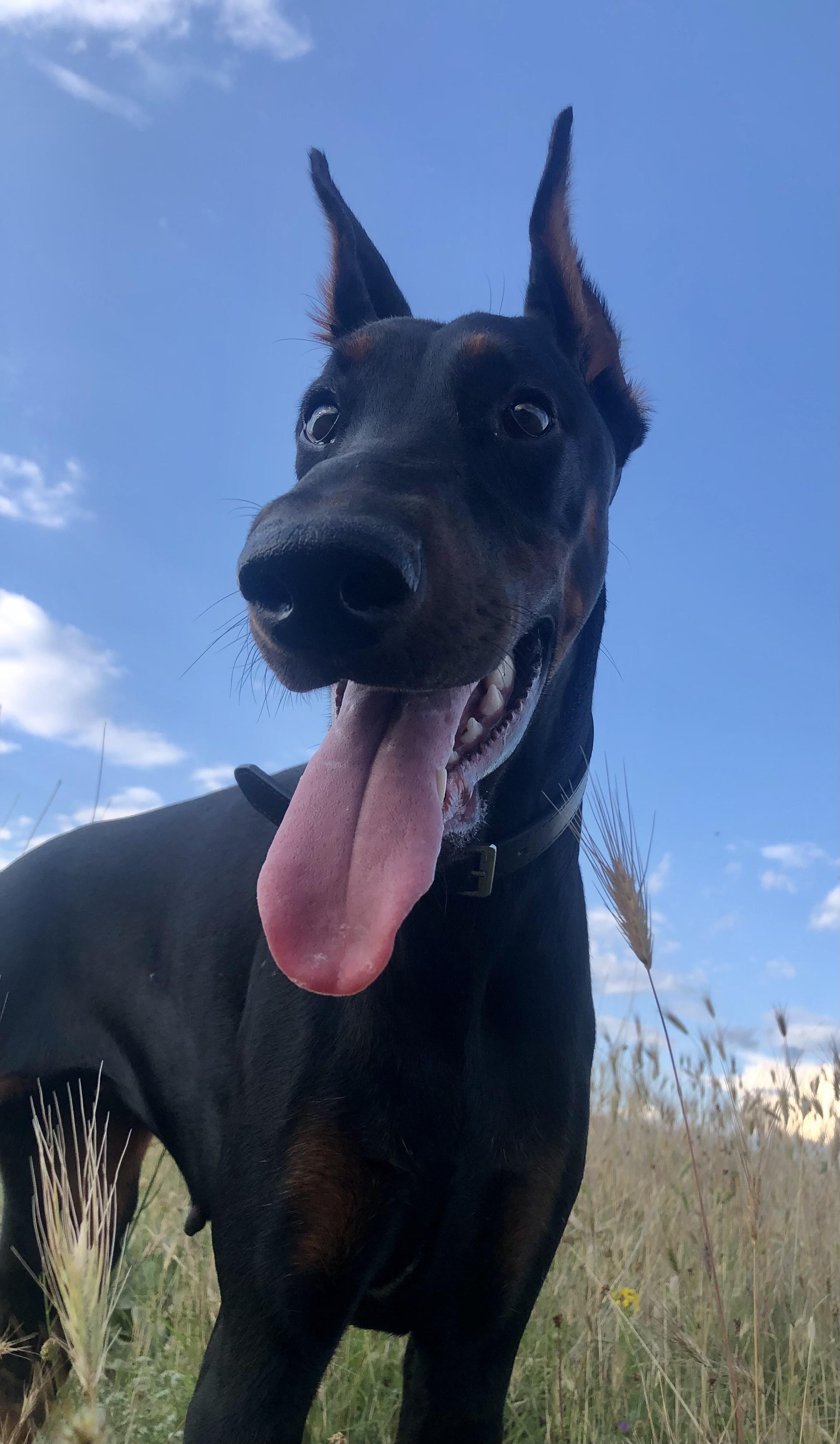 Happy Dog! | Scrolller