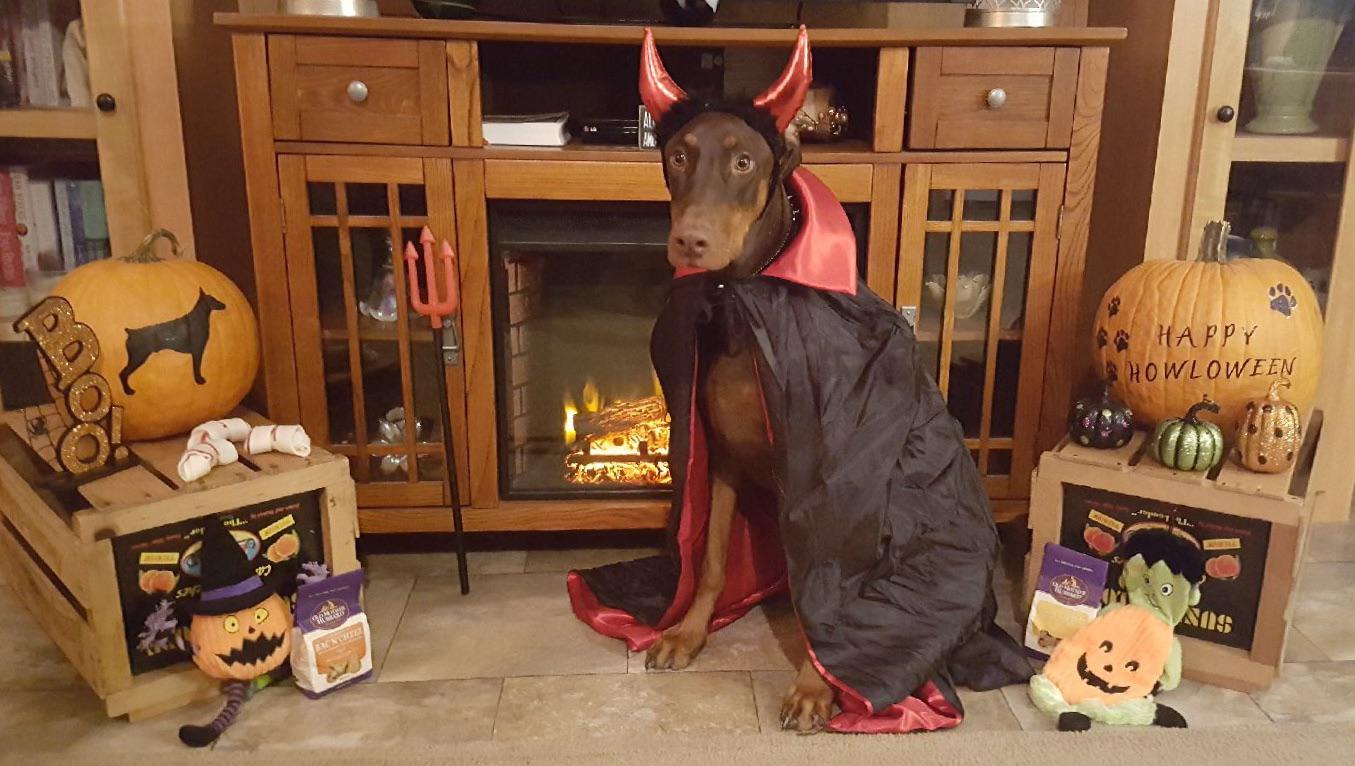 Happy early Howloween from Marshall 😍😈🎃😅 | Scrolller