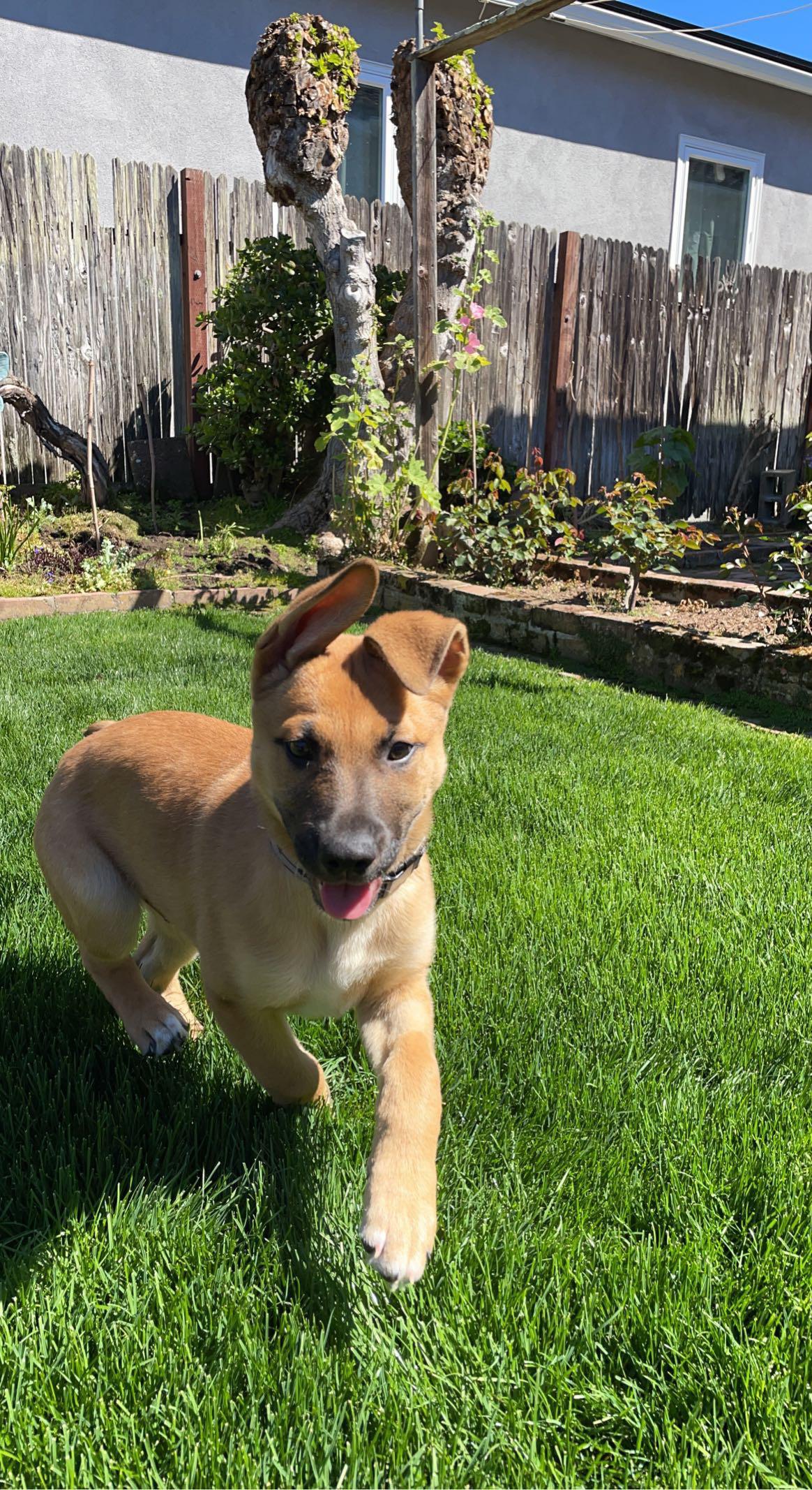 Happy Pup! Smiles for with this one🥺 | Scrolller