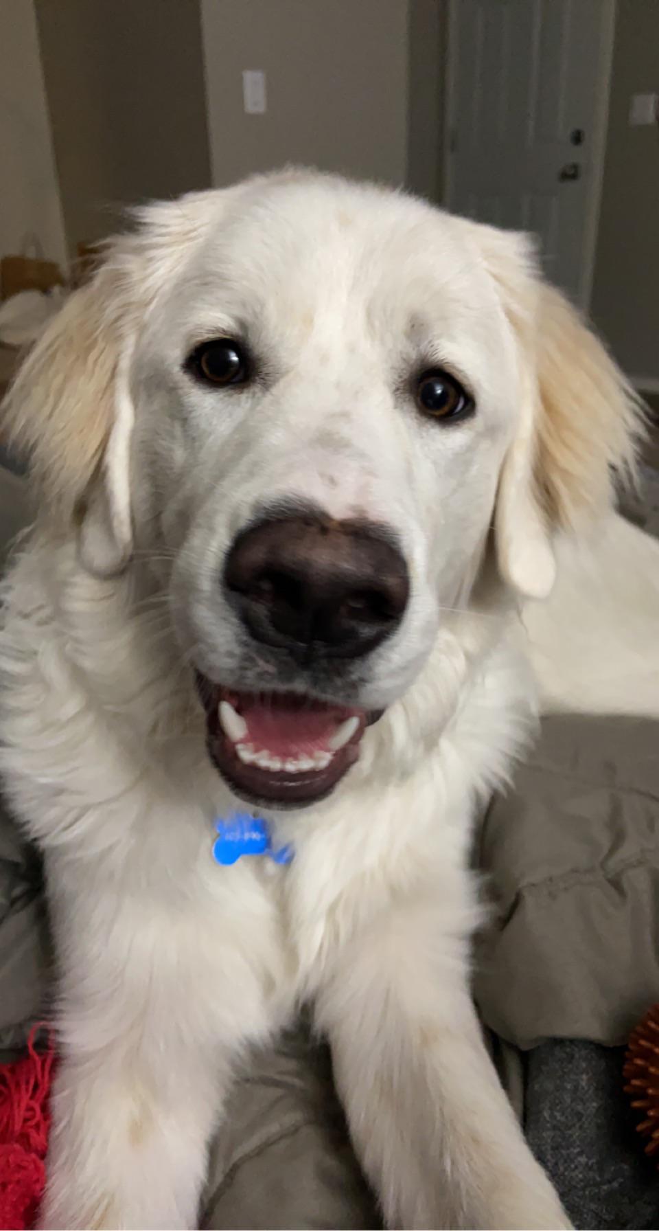 Happy puppy! | Scrolller