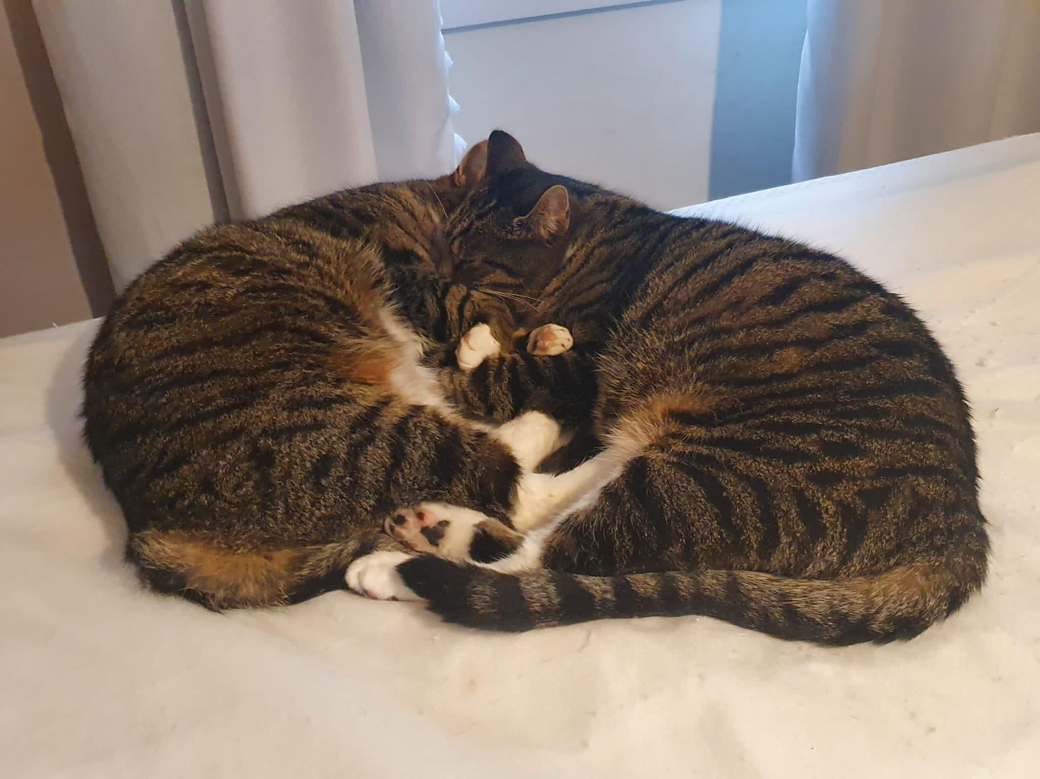 Heart shaped cuddle puddle. | Scrolller