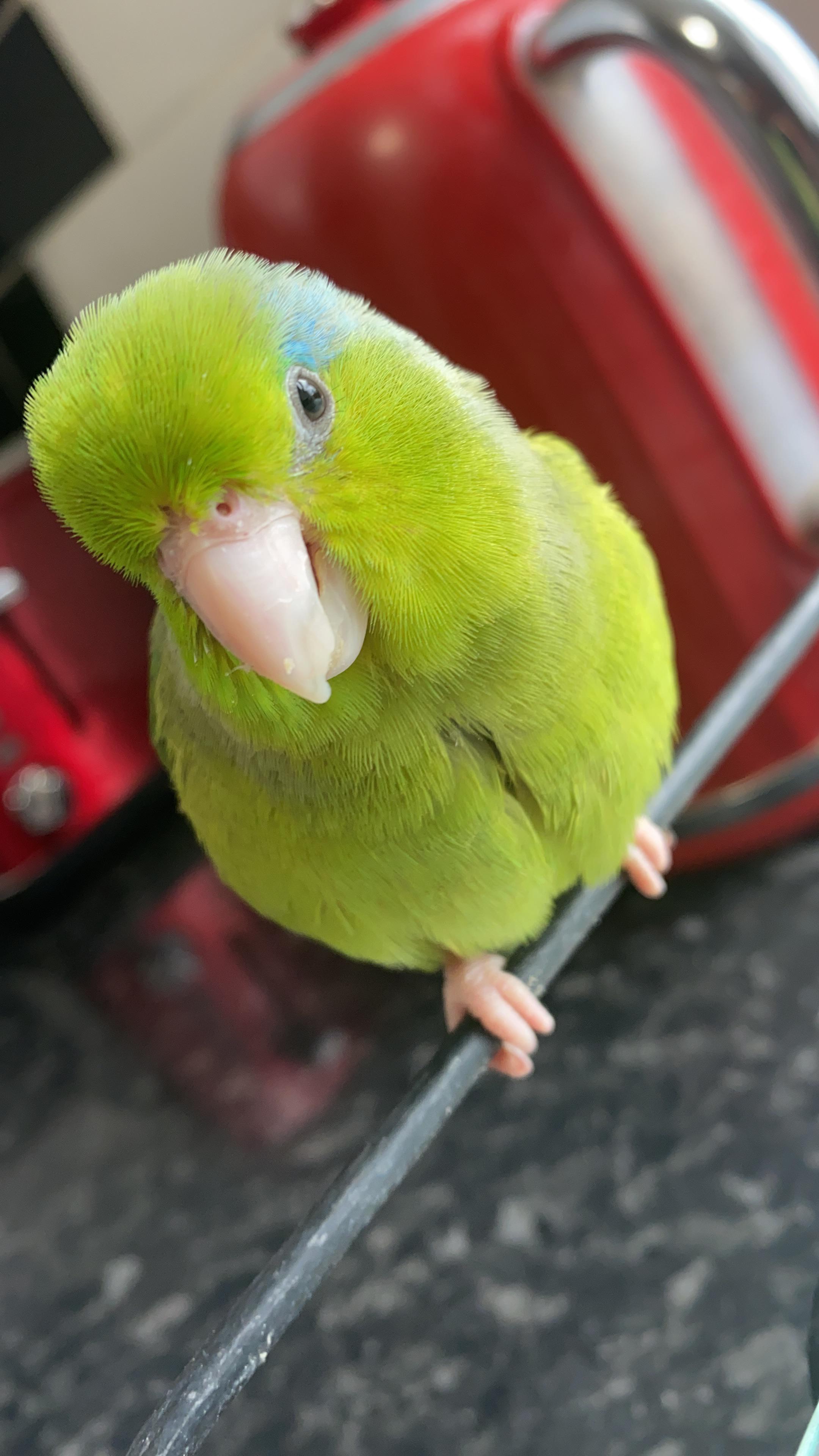 Hellooooo | Scrolller