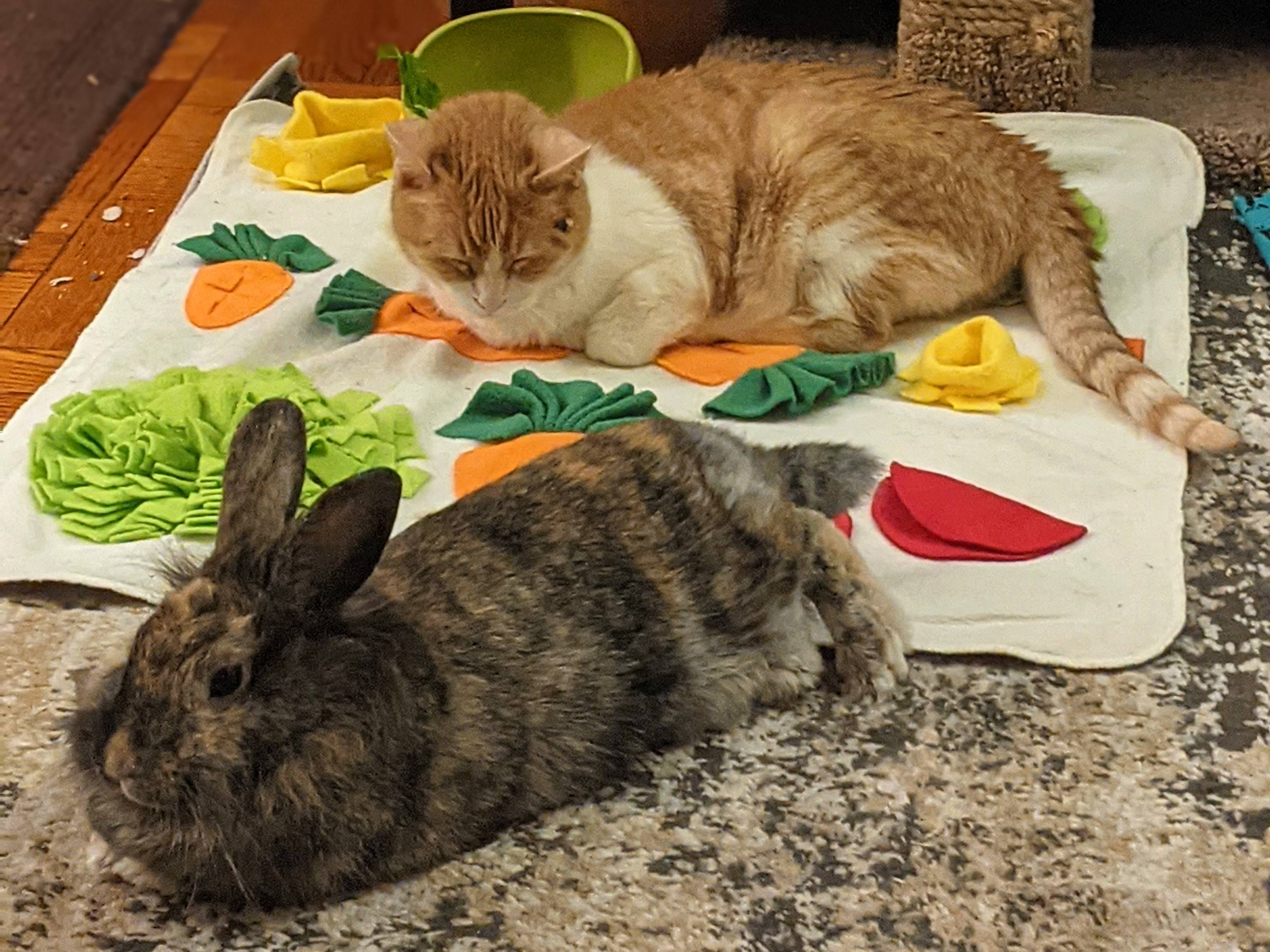 Helly and Salsa lounging on the forage mat | Scrolller