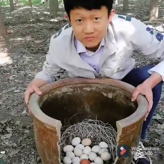 Hen brooding eggs | Scrolller