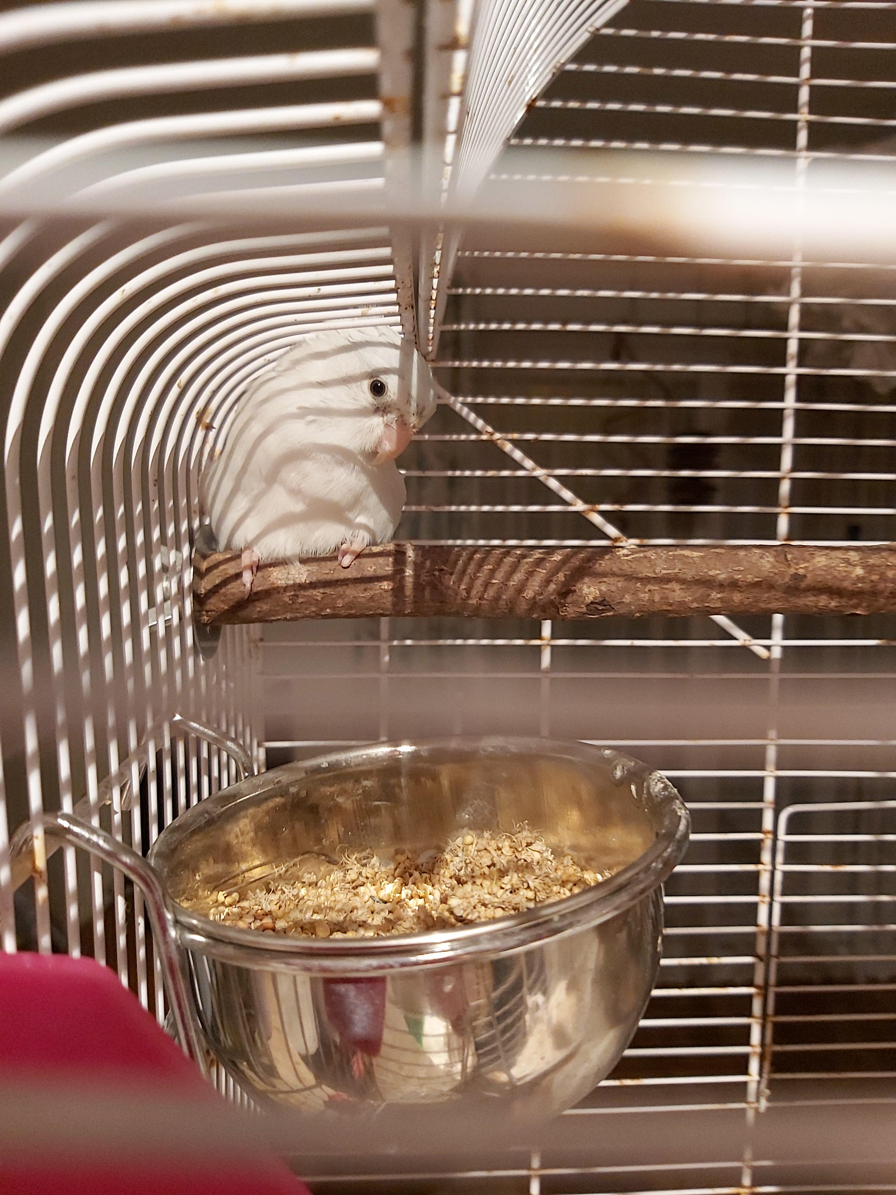 Her favourite way to sleep...crammed into a corner...strange birb 🤔 | Scrolller