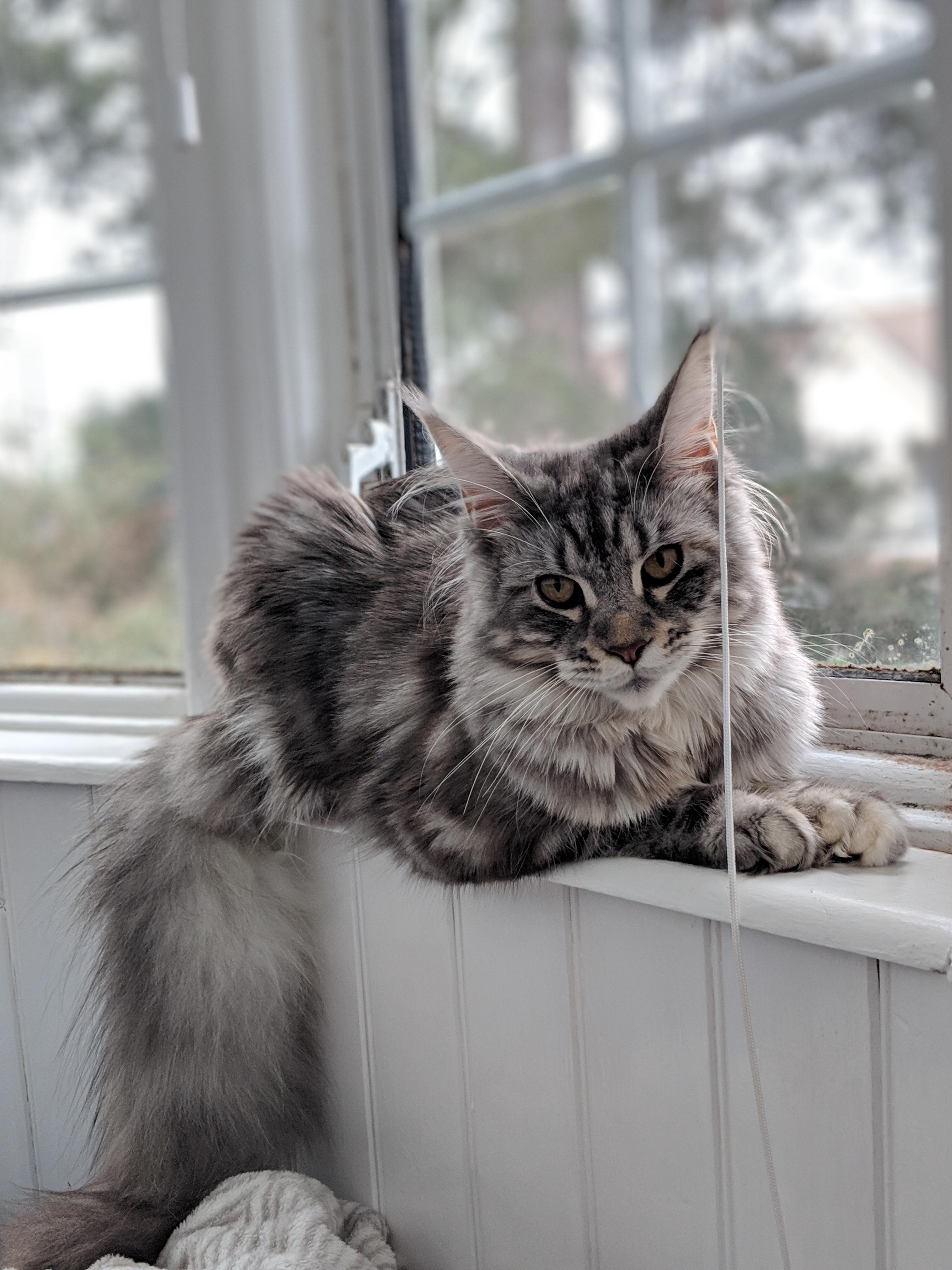 Her tail is full of floof | Scrolller