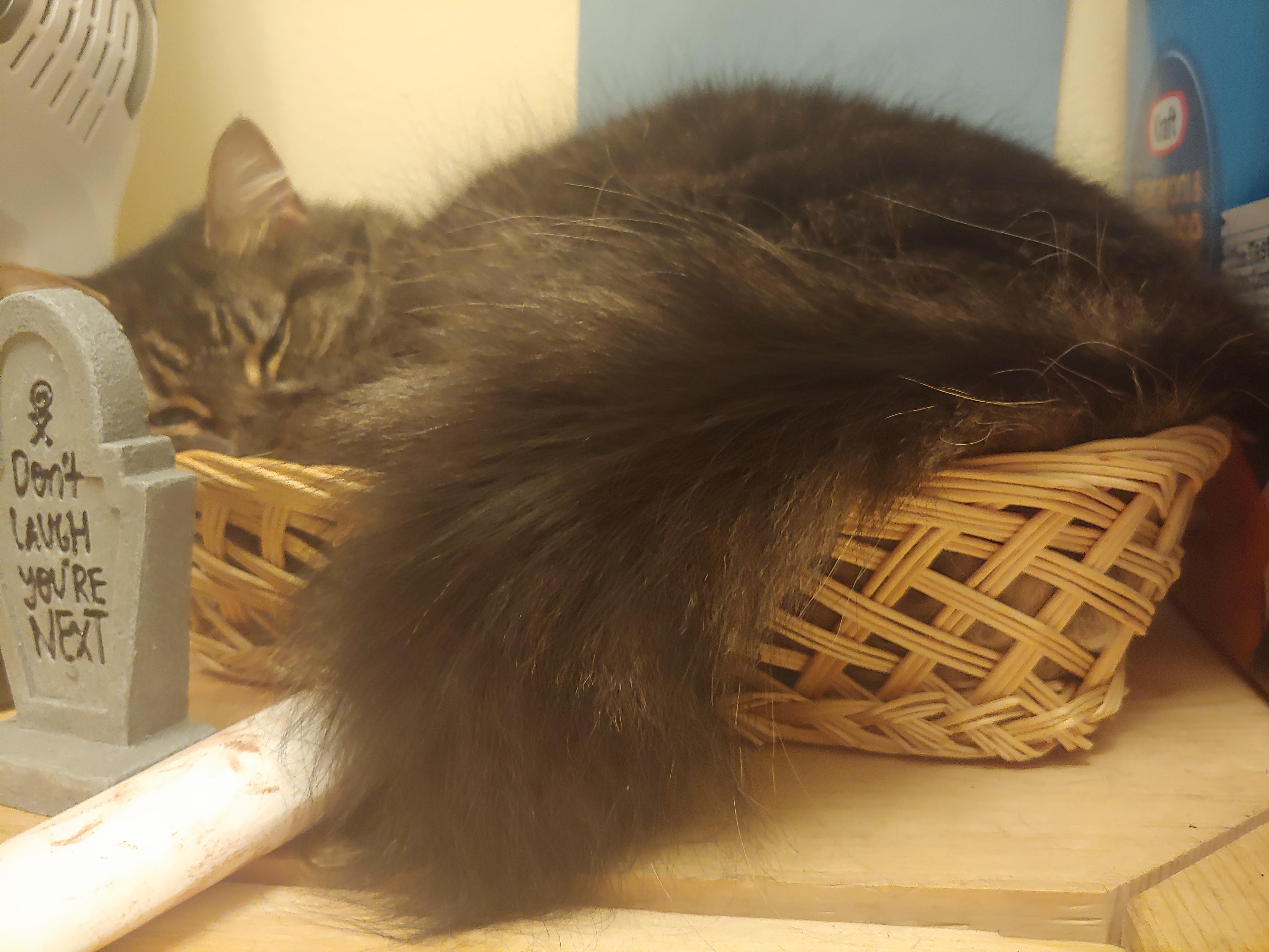 Her tail is spilling out | Scrolller