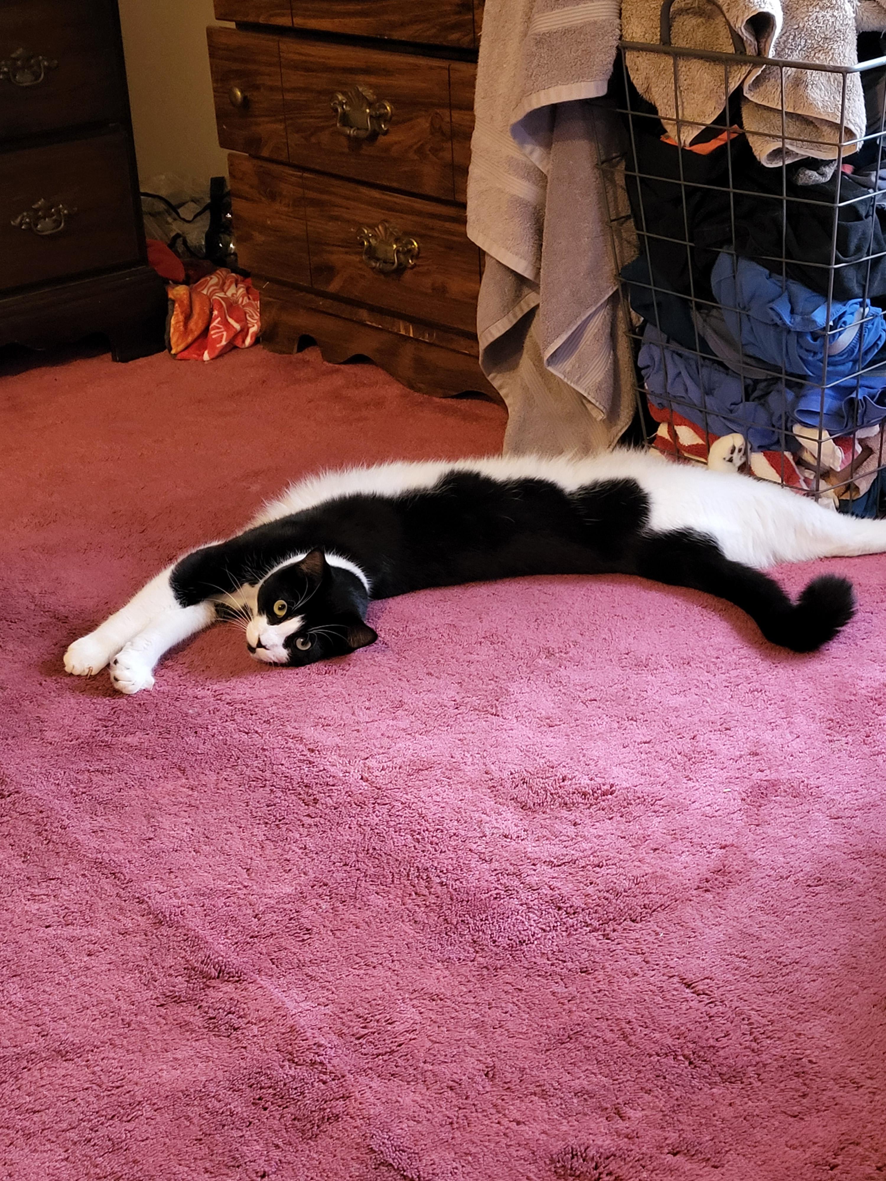 he's just hanging out | Scrolller